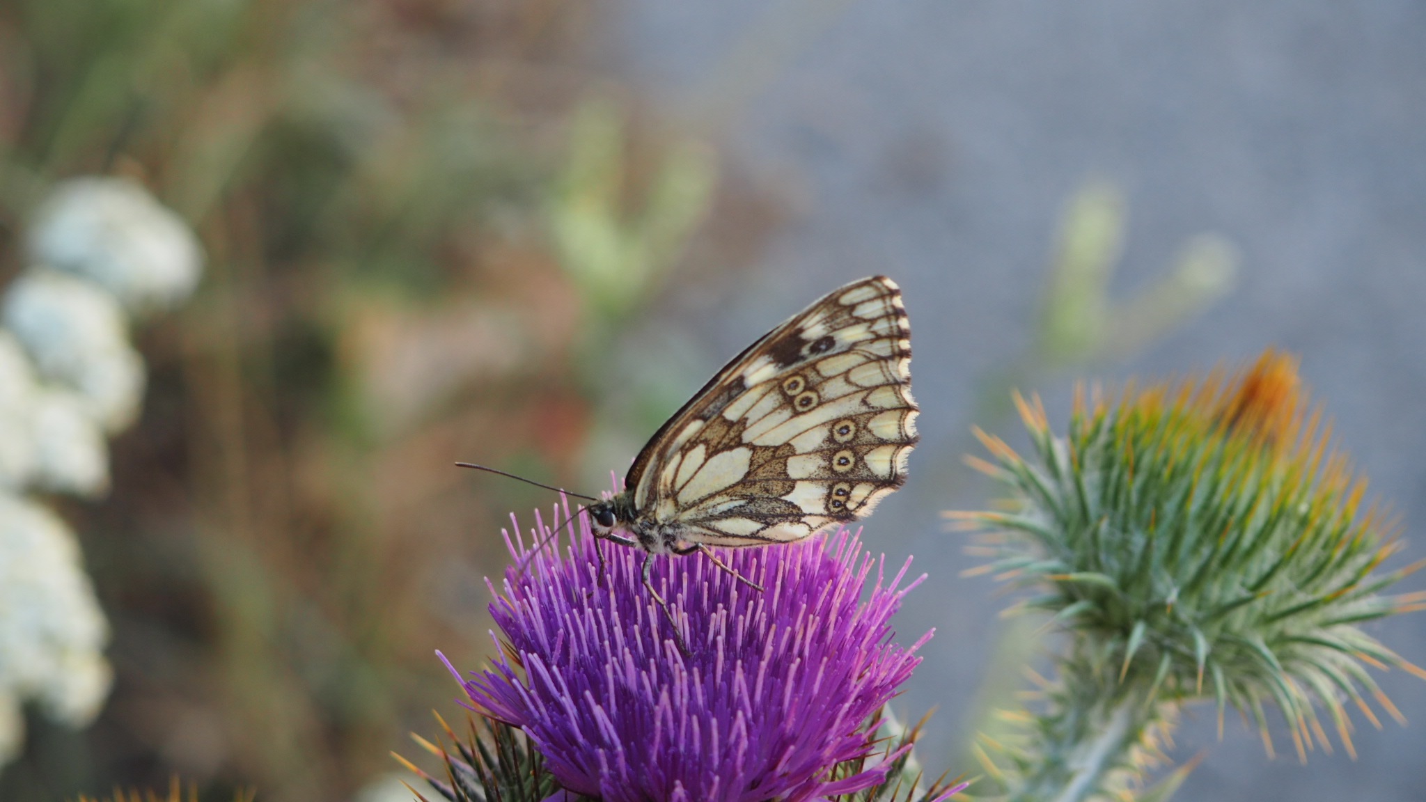 Nature Insect Outdoor free image download