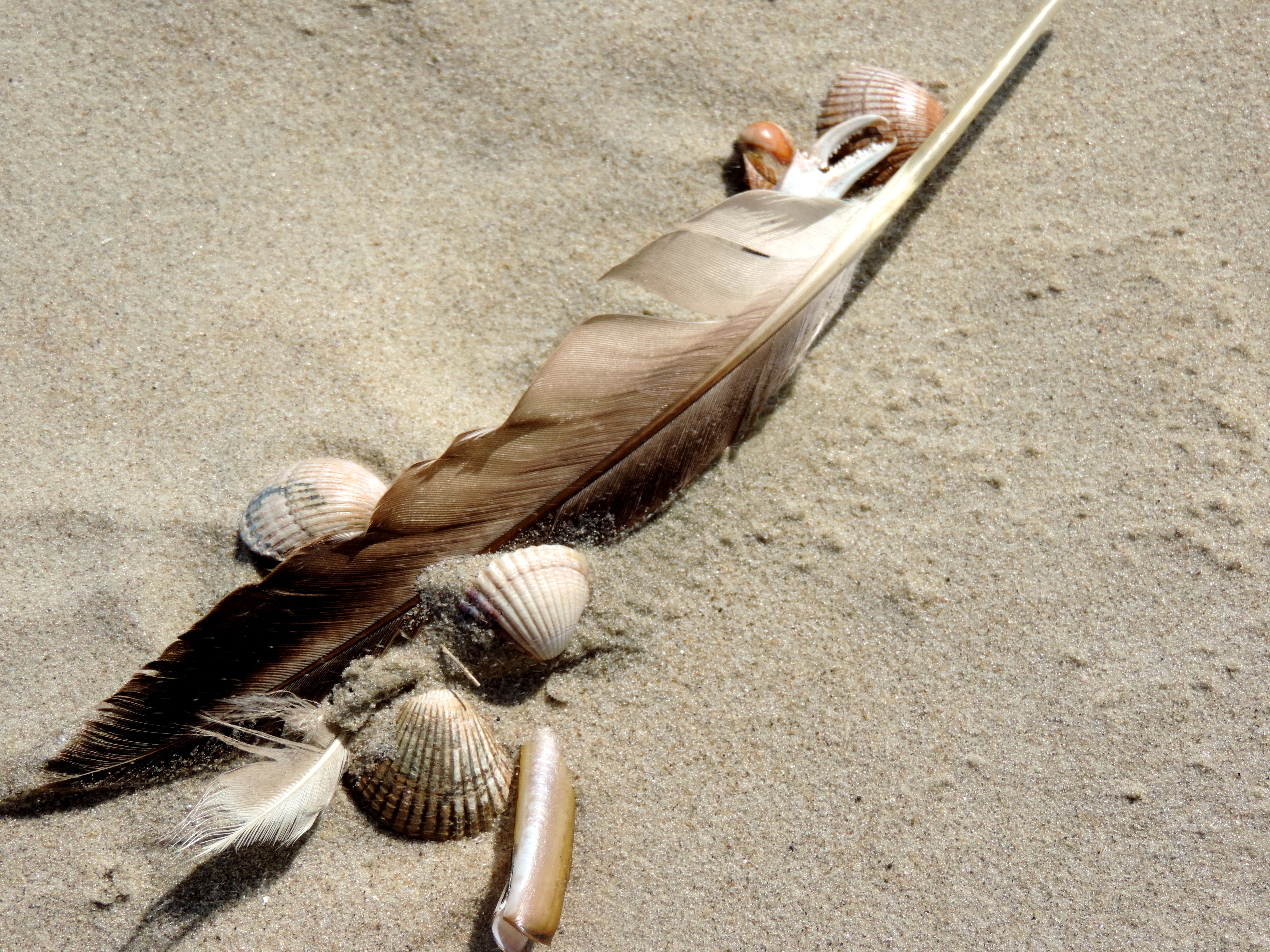 Bird Feather Sand Beach Mussels free image download
