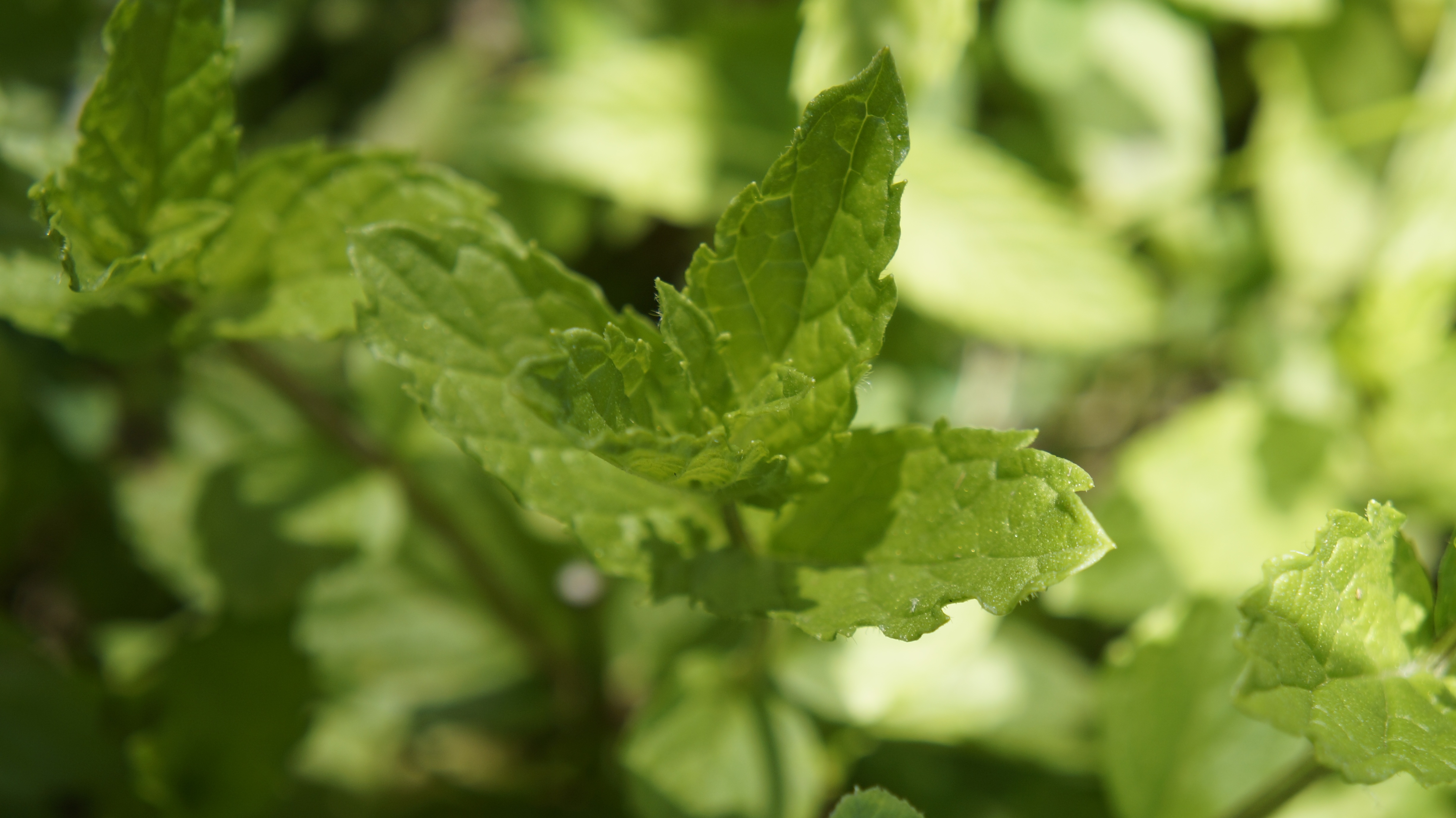 Leaf Flora Nature free image download