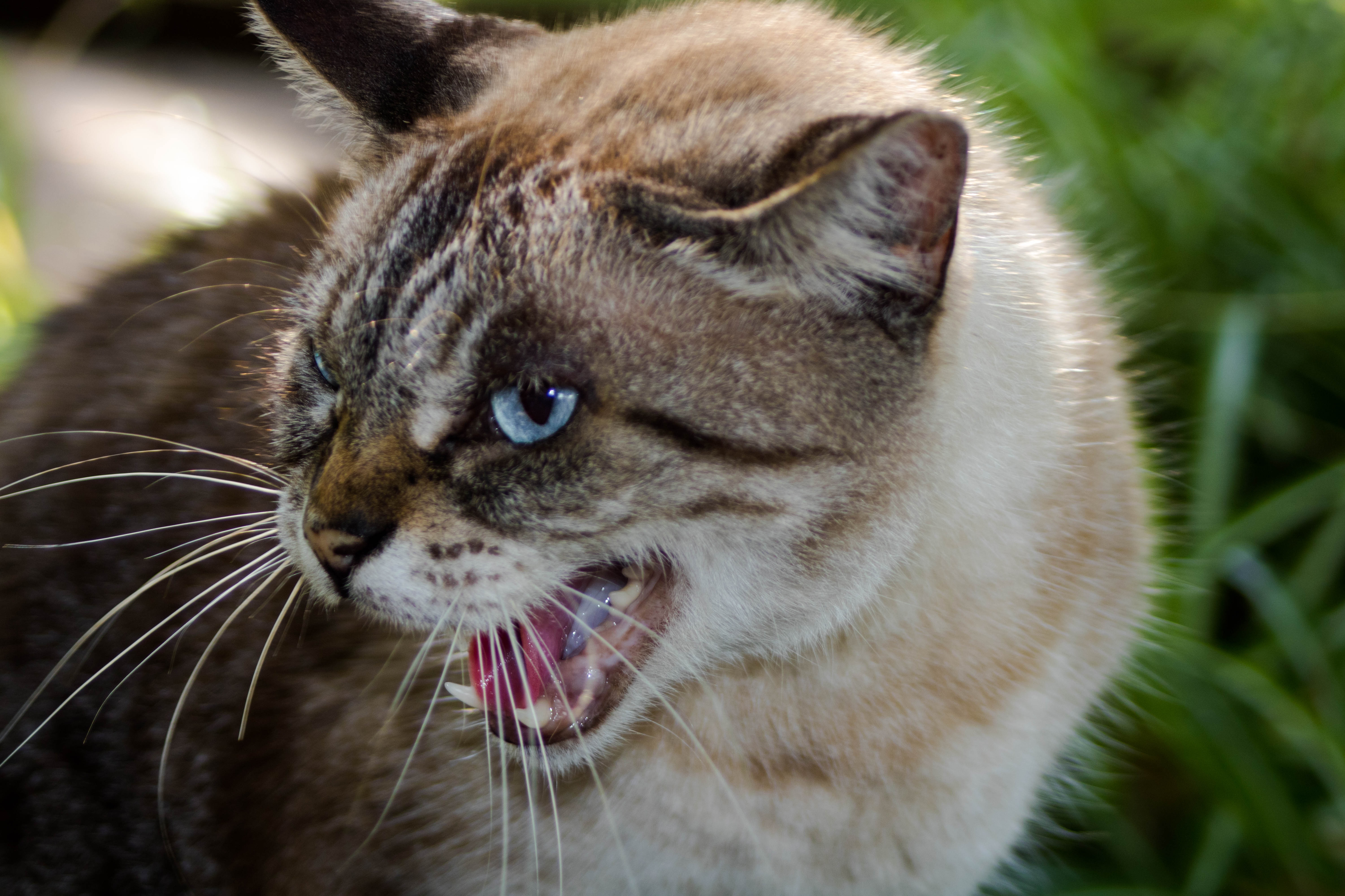Cat Feline Animal free image download