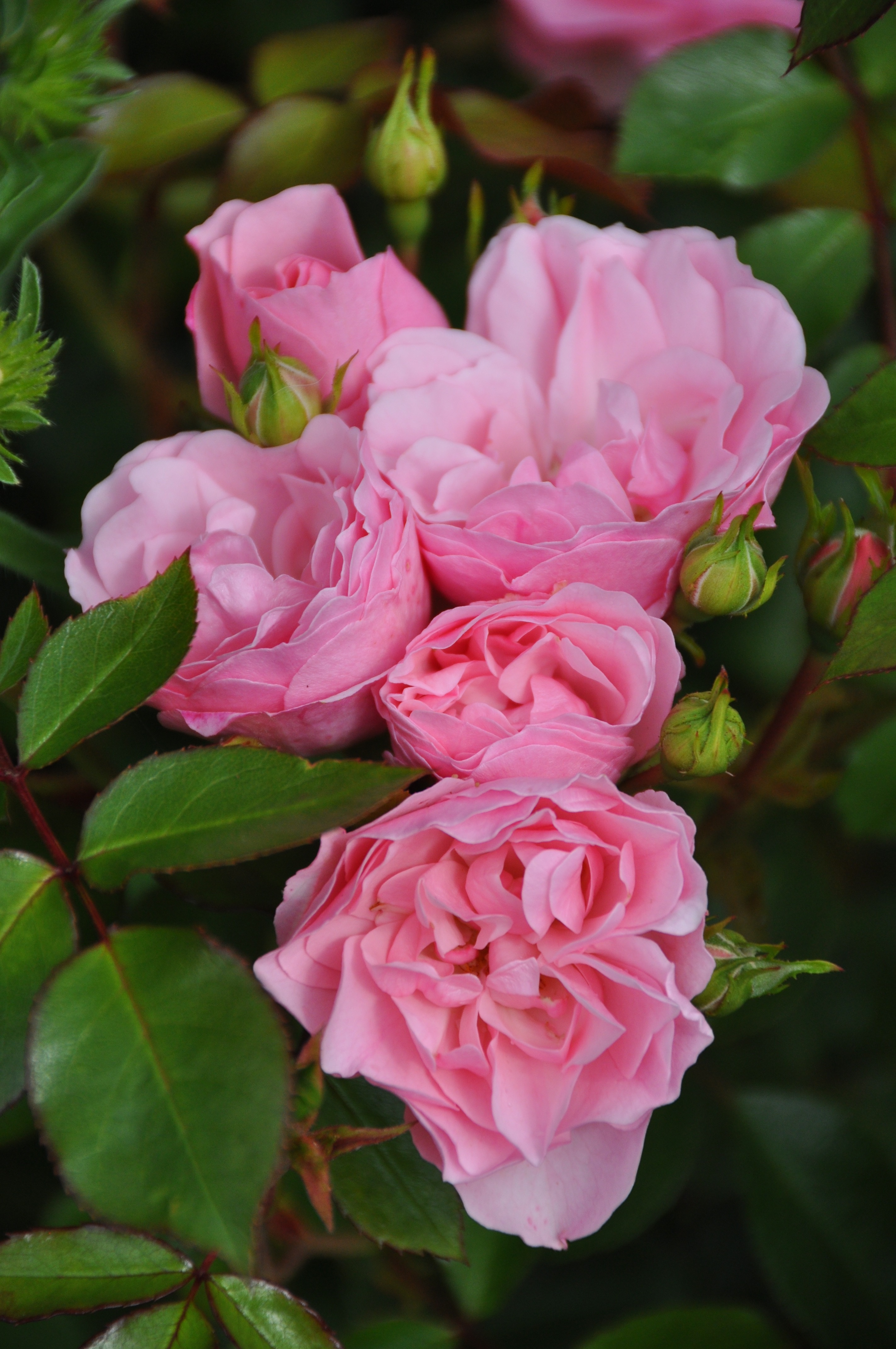 Flower Rose free image download