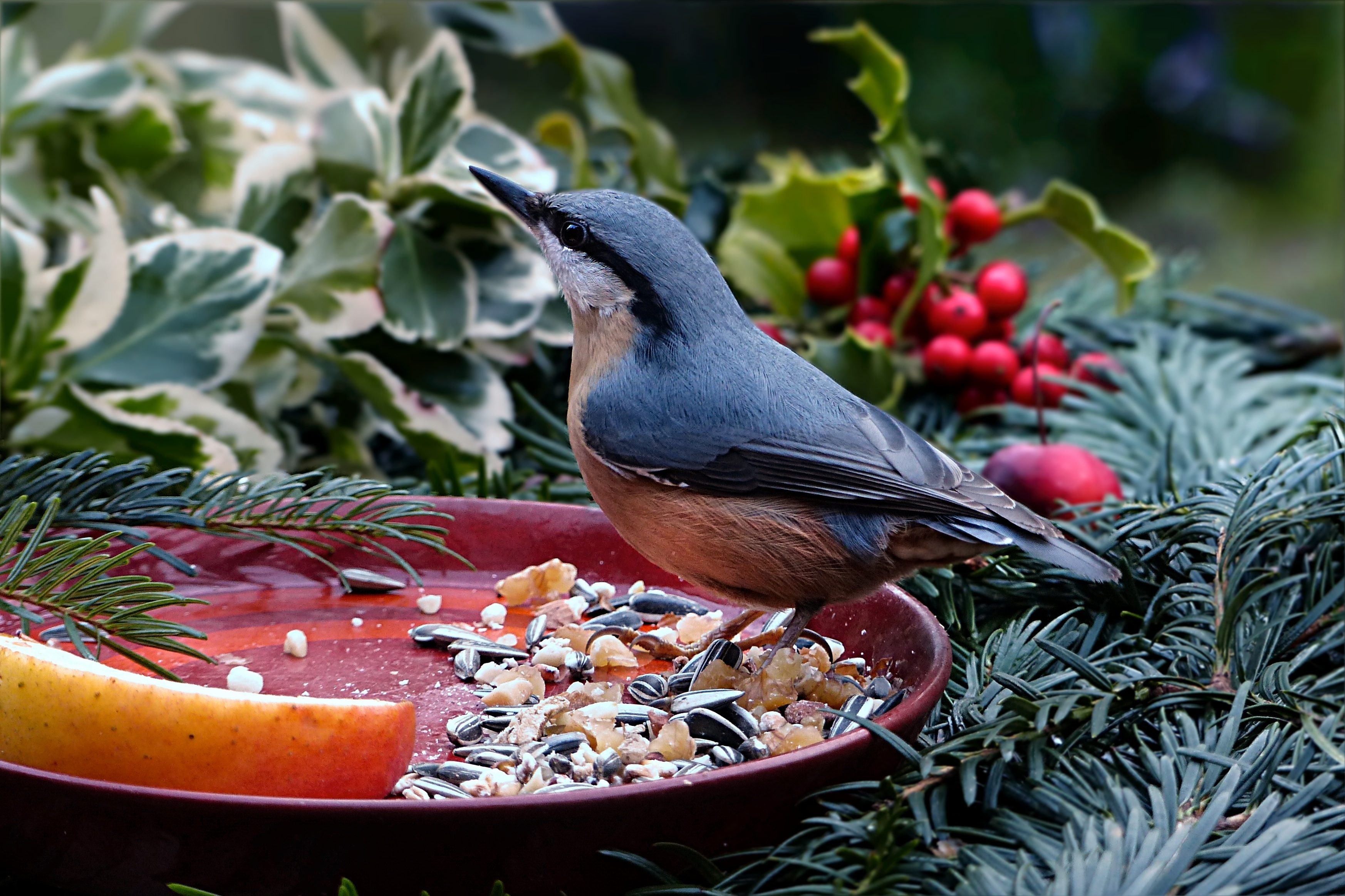 Bird Kleiber Sitta Europaea Lining free image download