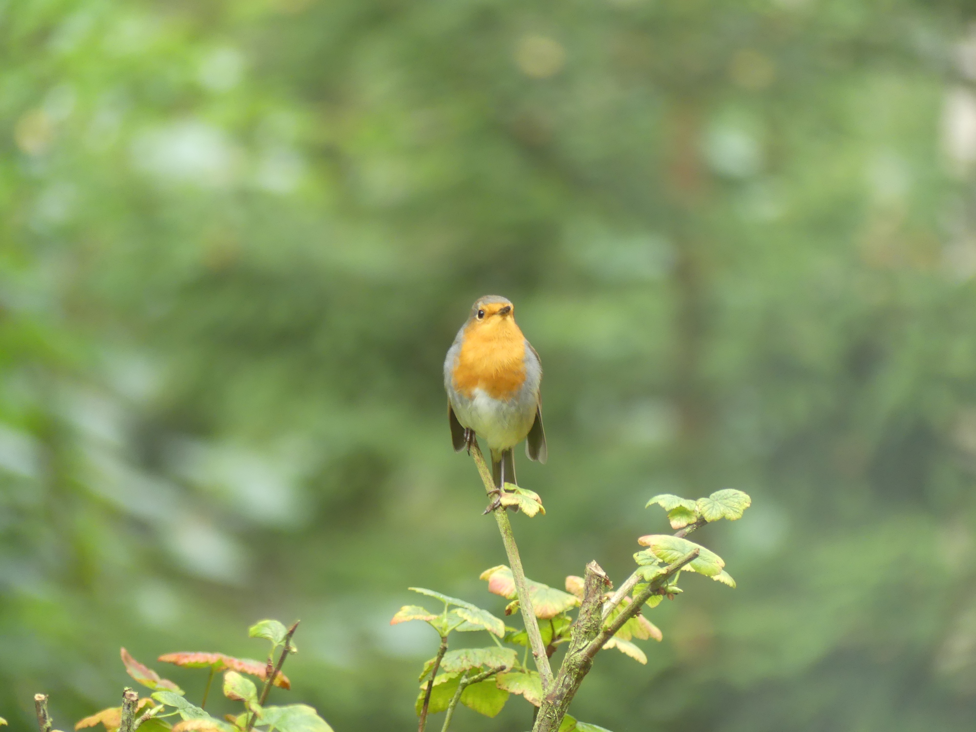 Robin Sings free image download