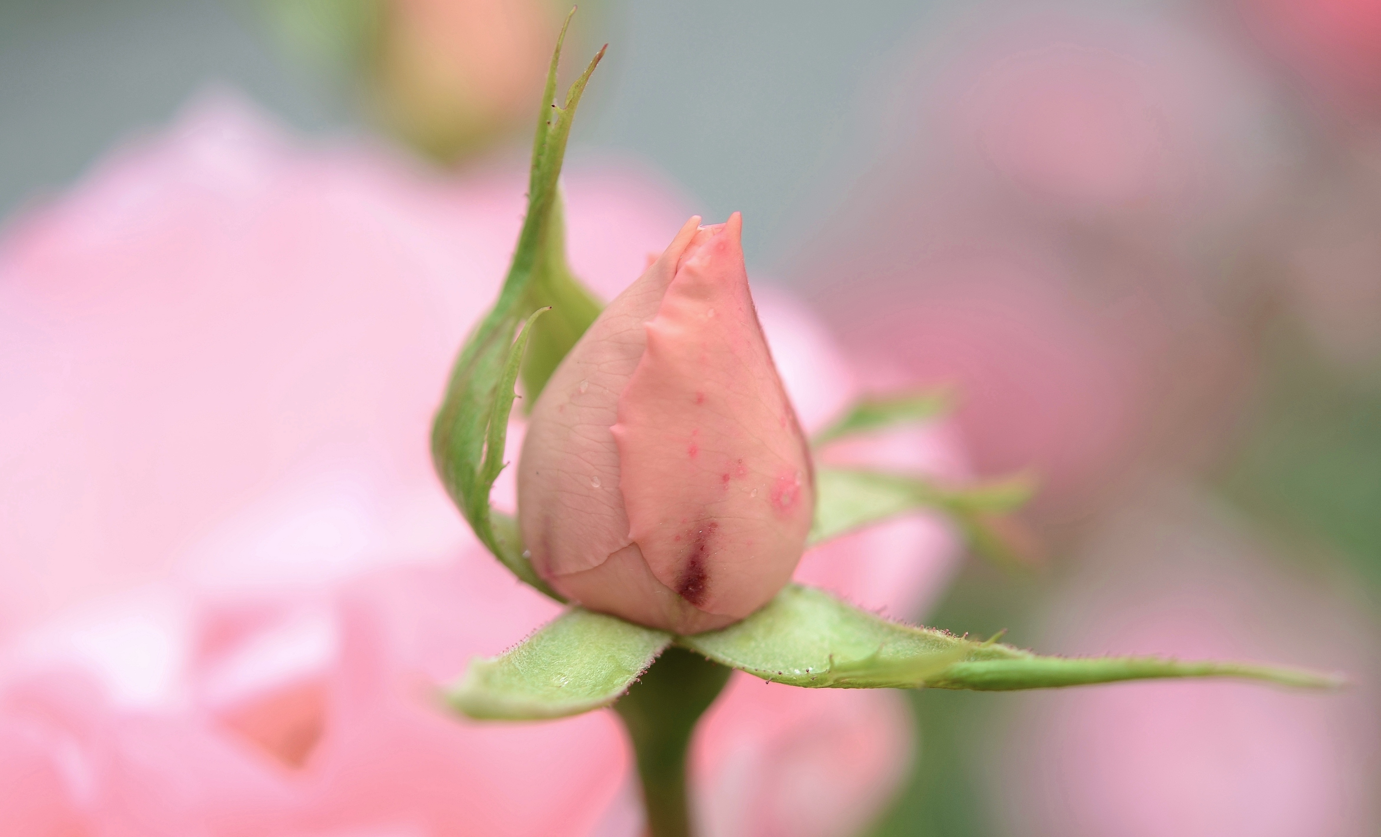 Rose Pink Flower free image download