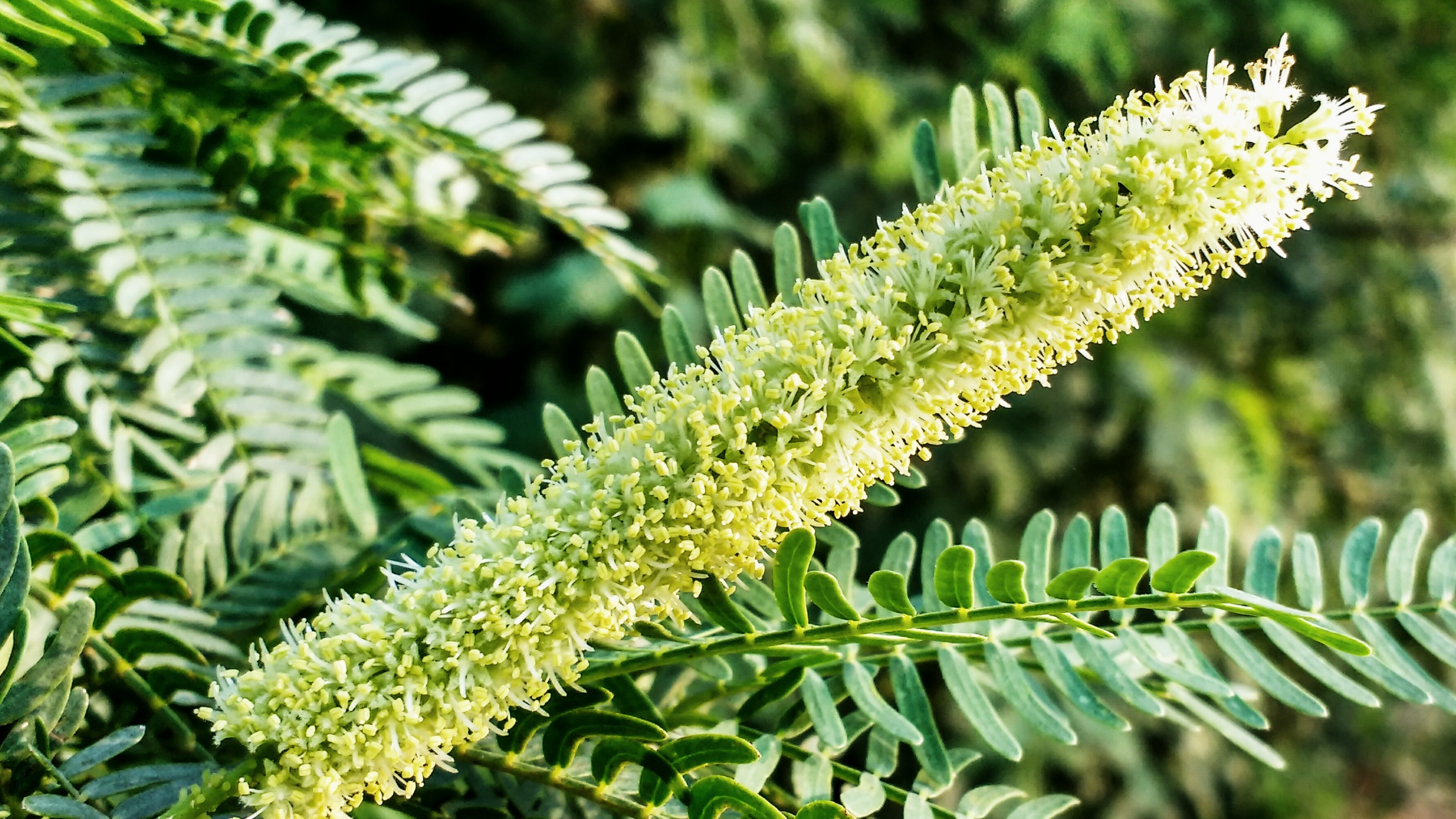 Weed Plant free image download