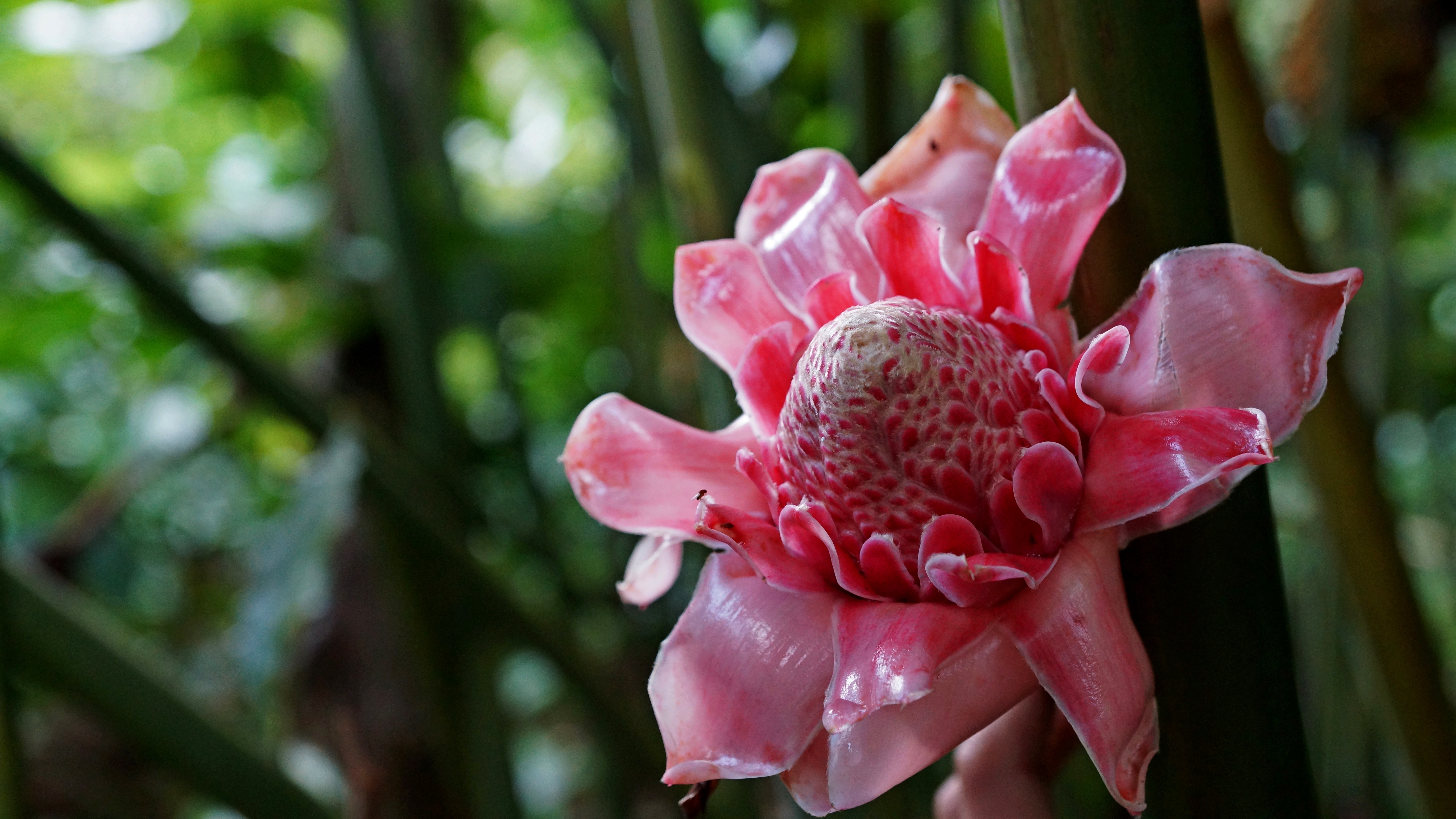 Bali Flower Plant free image download