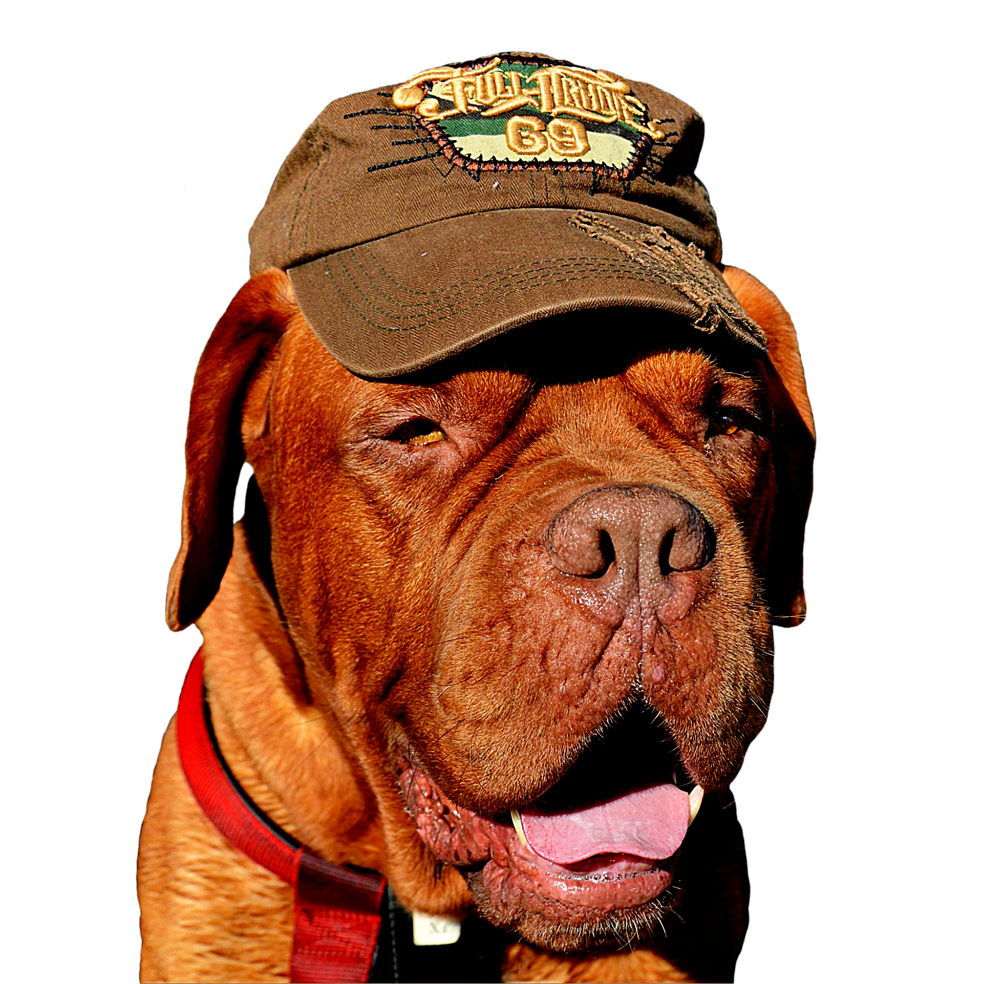 Dog Pet Expressions Bordeaux free image download