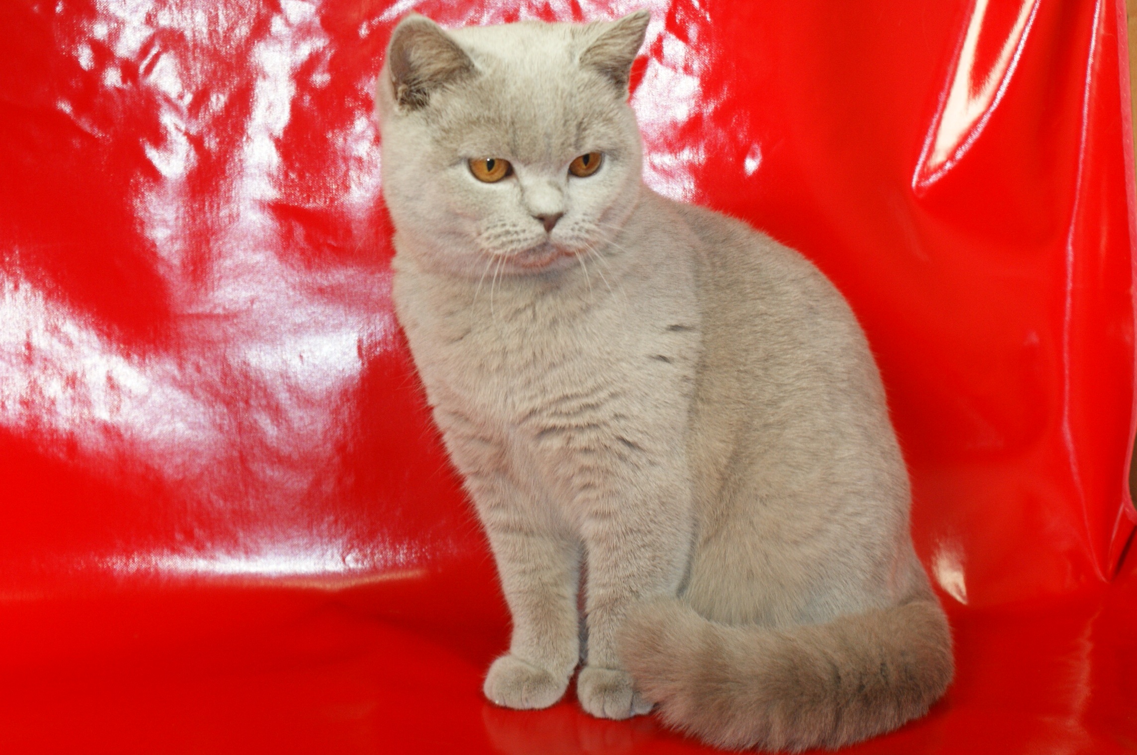 British Shorthair Cat Bkh free image download