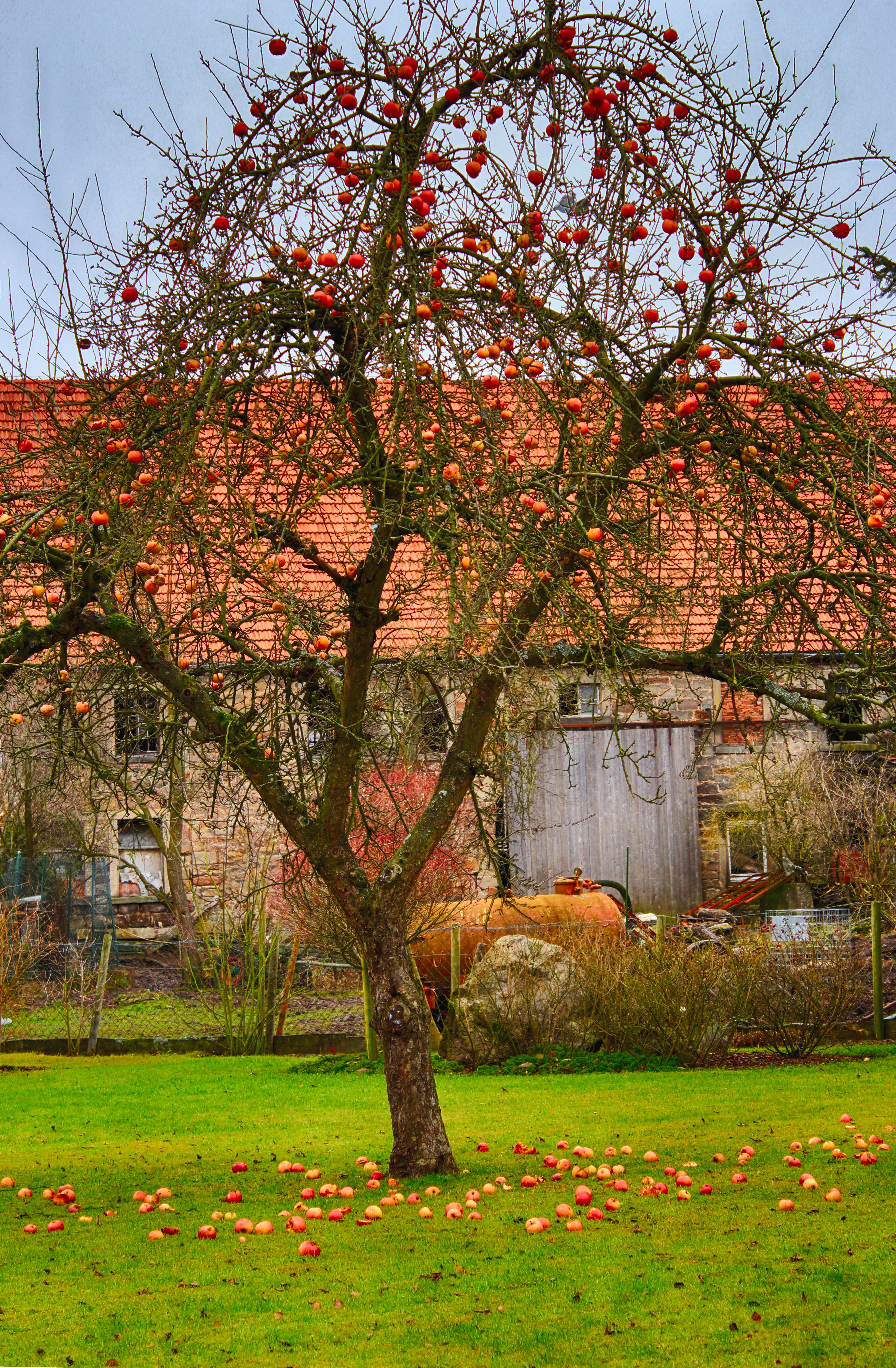 Apple Tree Late Summer free image download