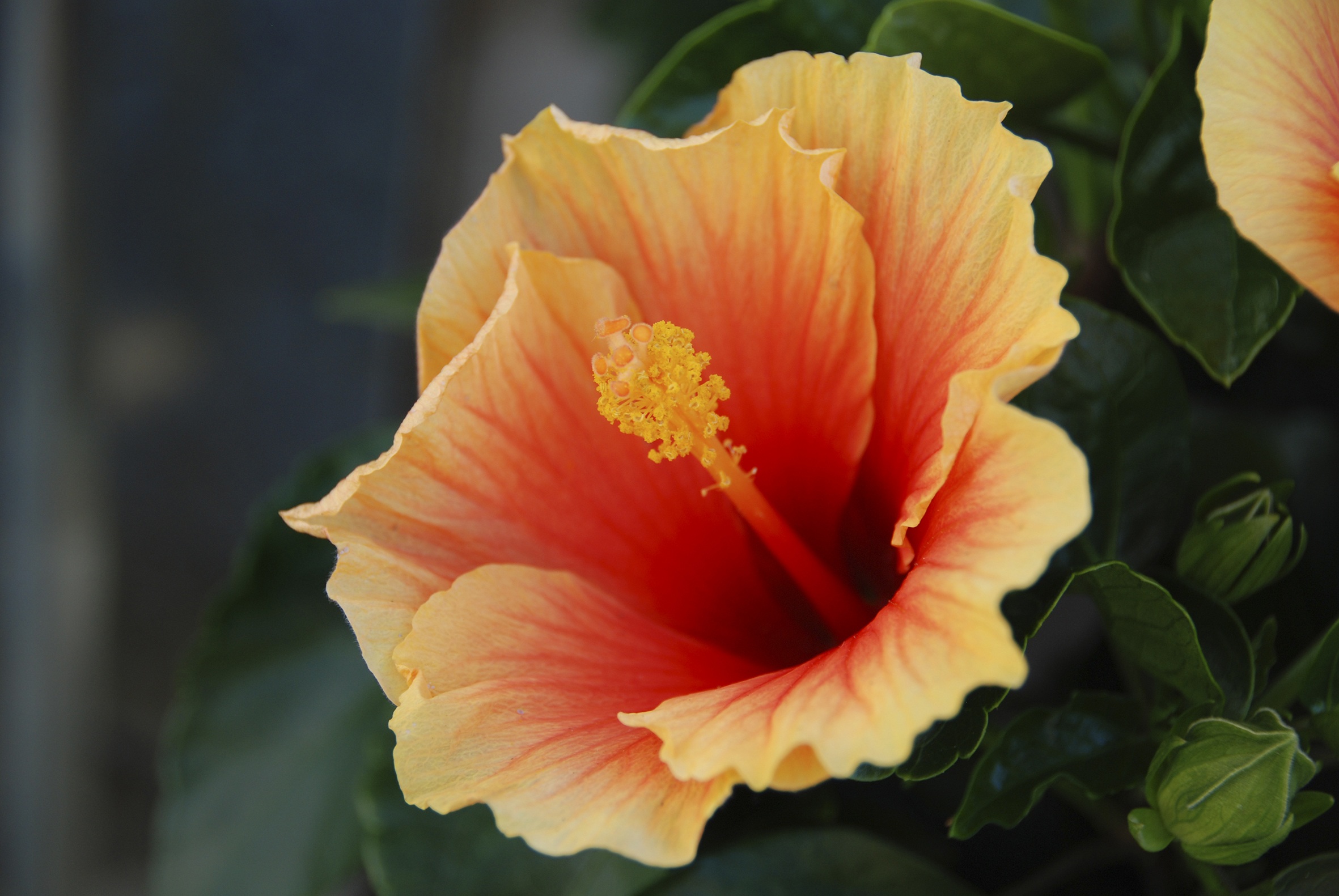 Flower Blossom Bloom free image download