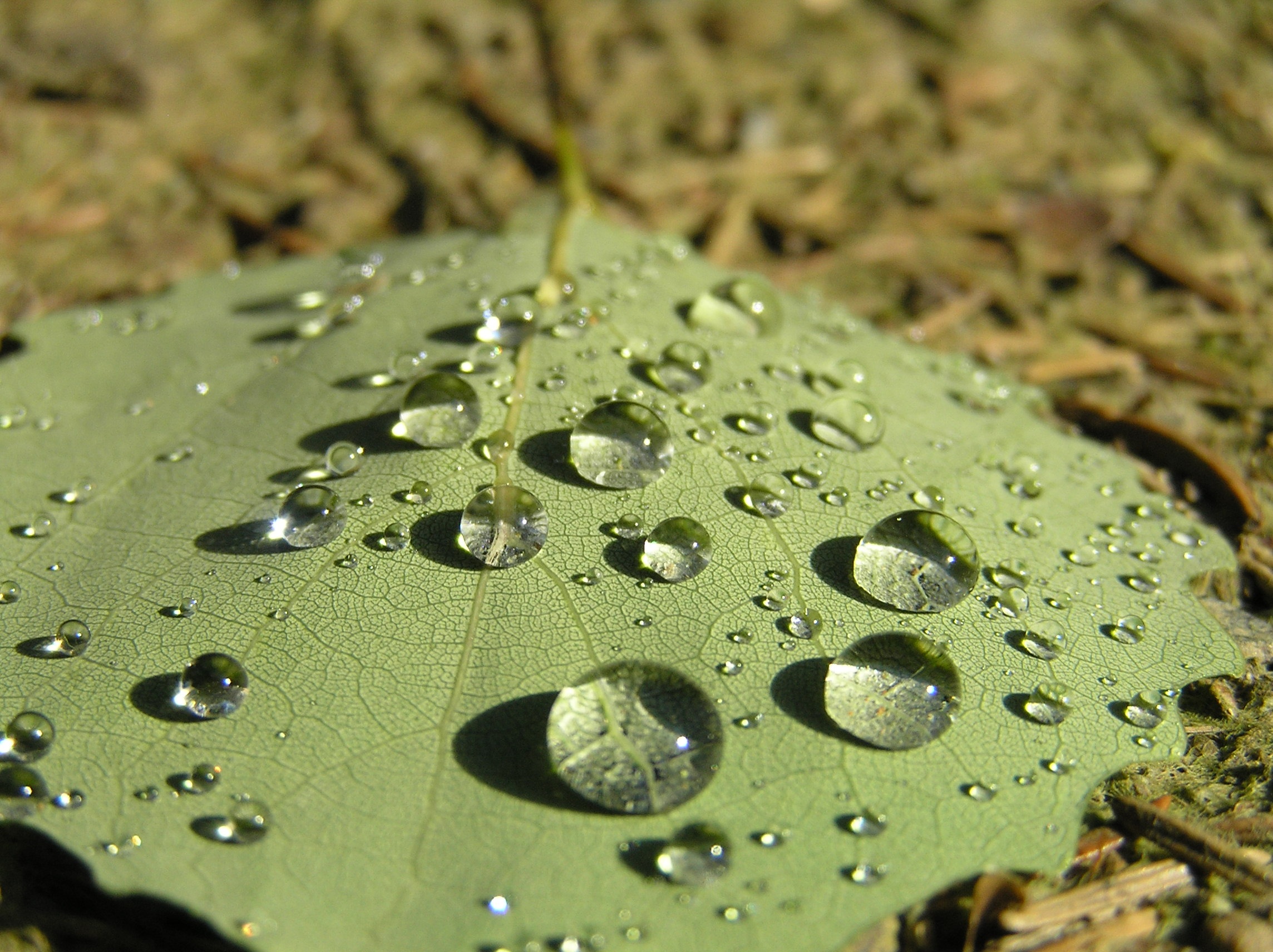 Drops Sheet Drop free image download