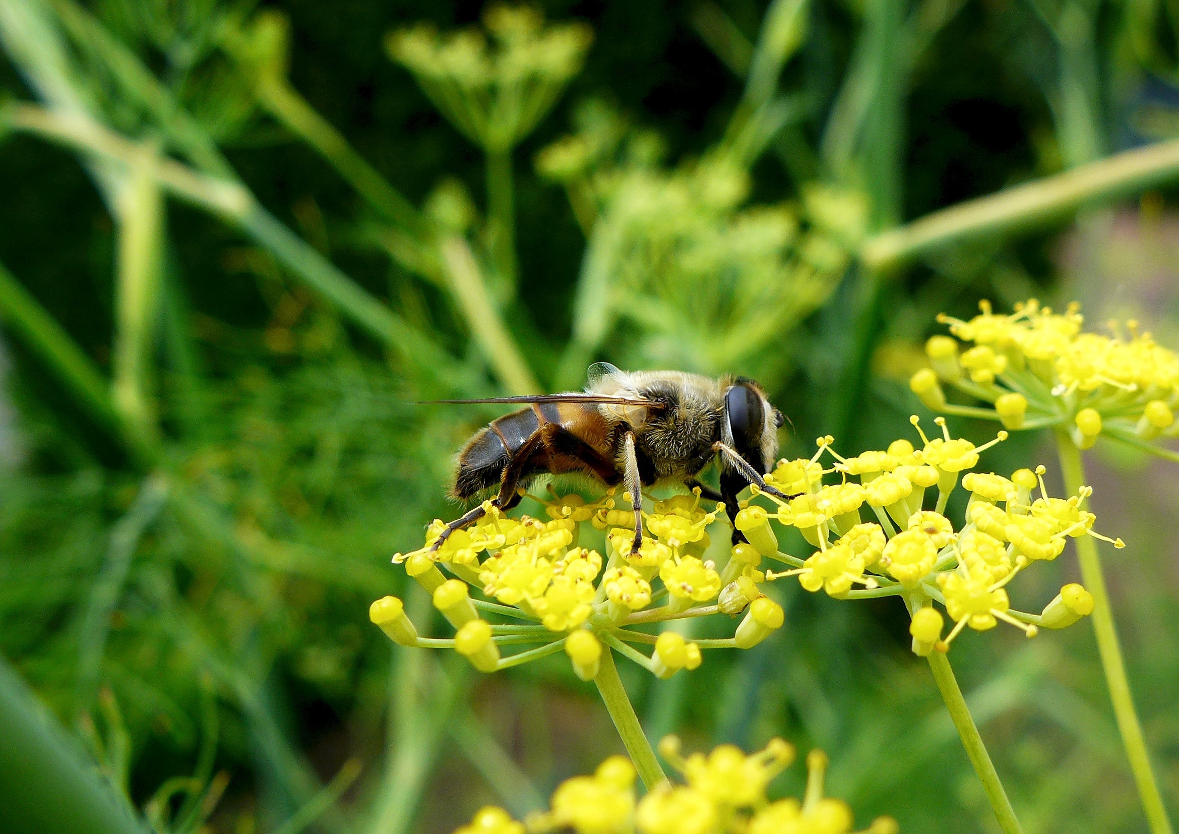 Nature Insect Close Up free image download