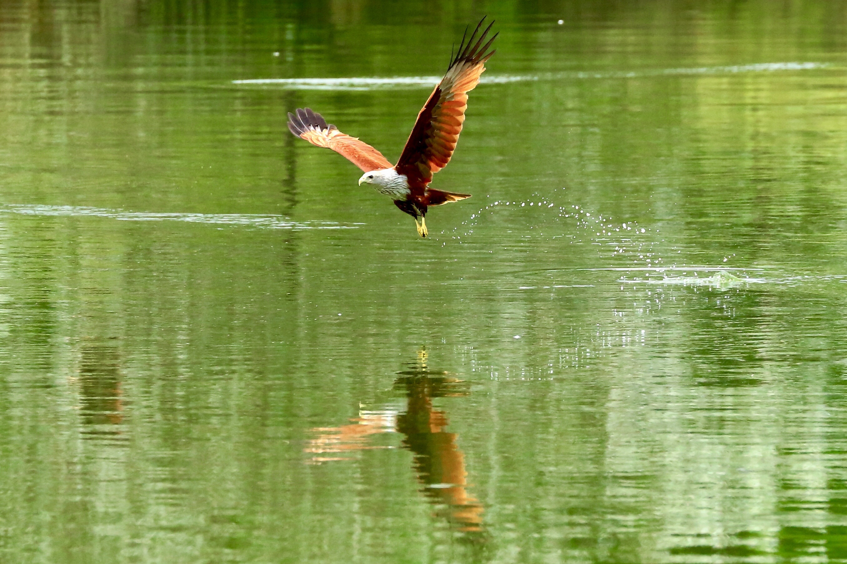 Red Hawk Bird In free image download
