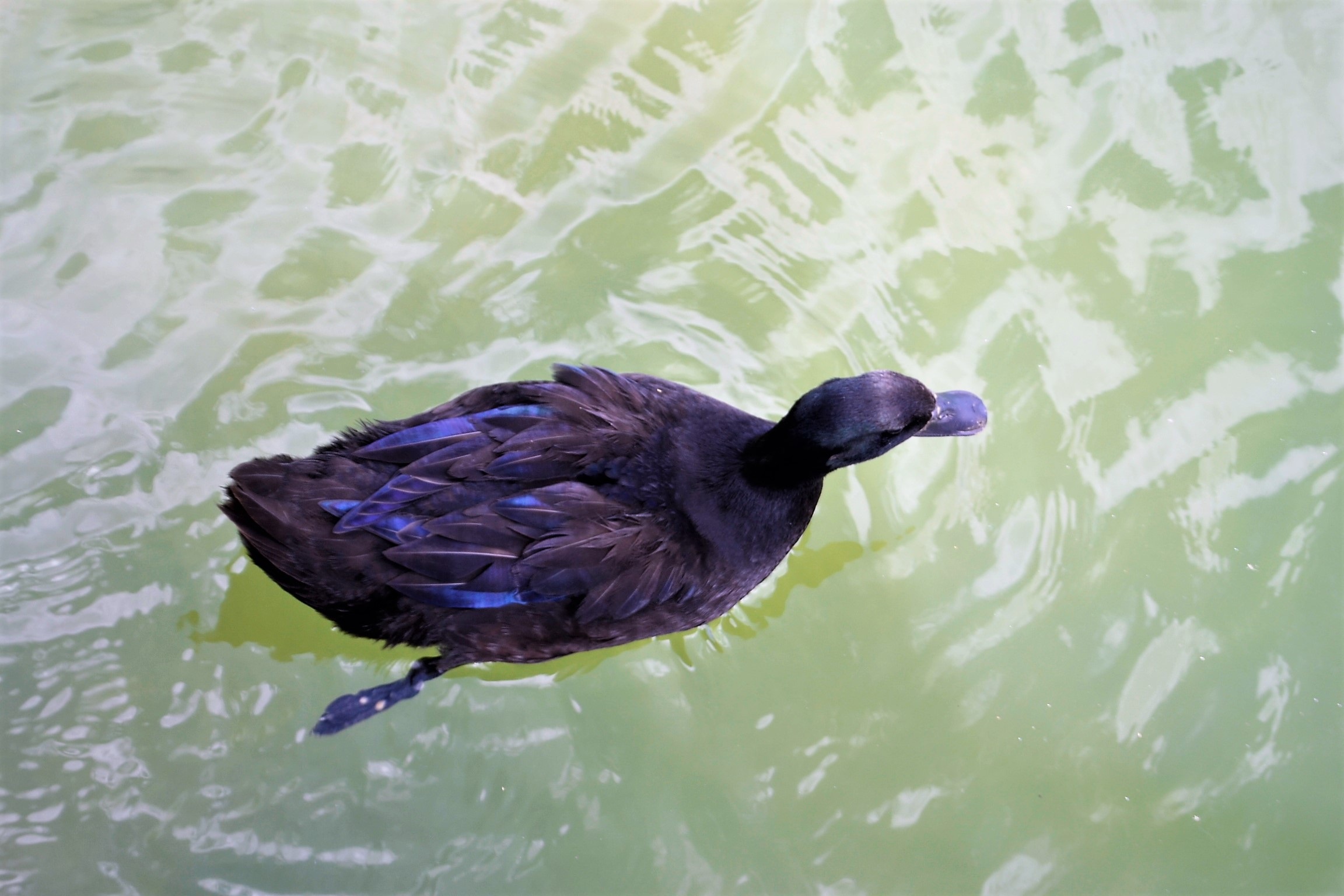 Black Duck Pond Fiver free image download