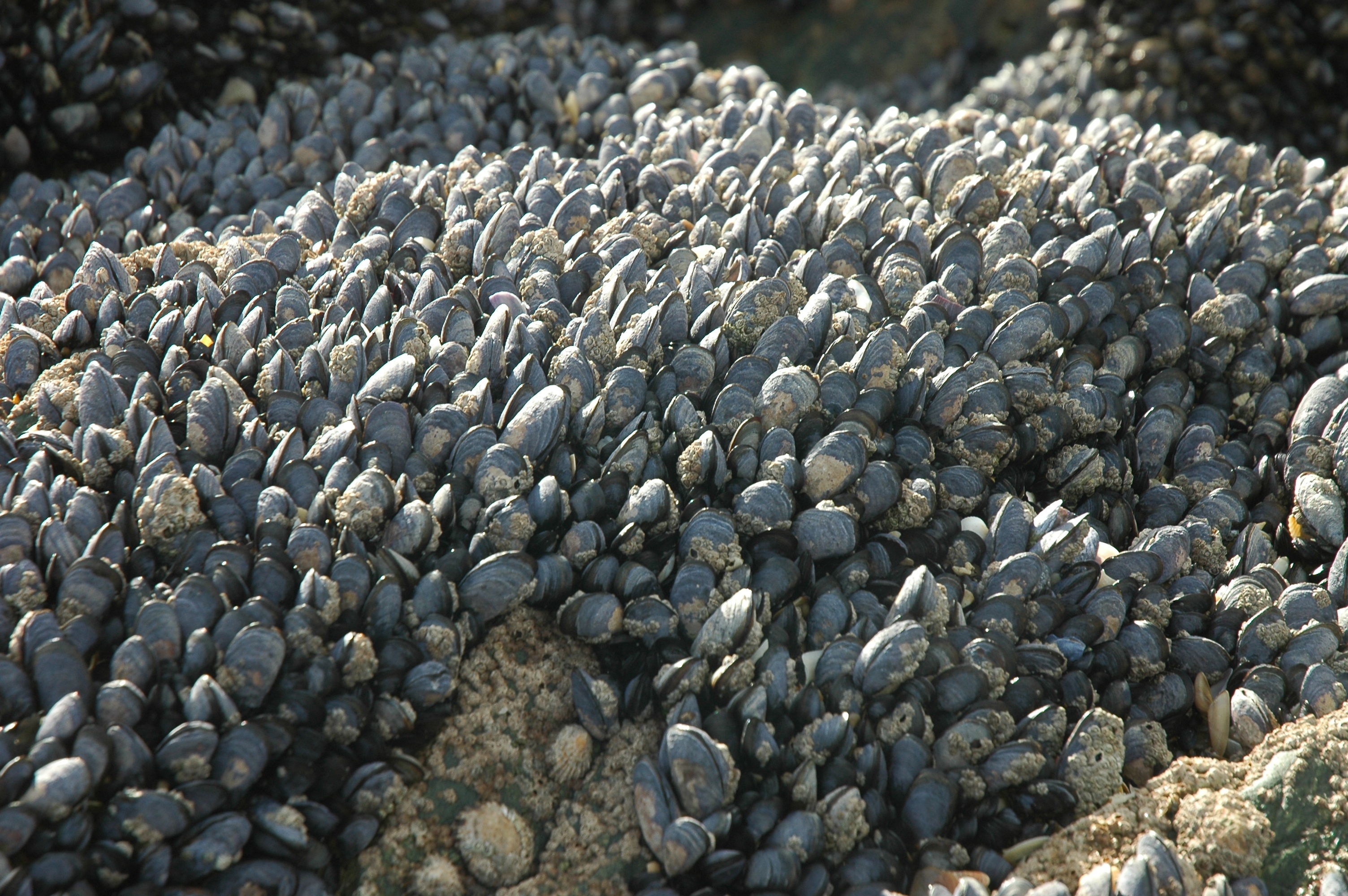 Mussels Rock Coast free image download