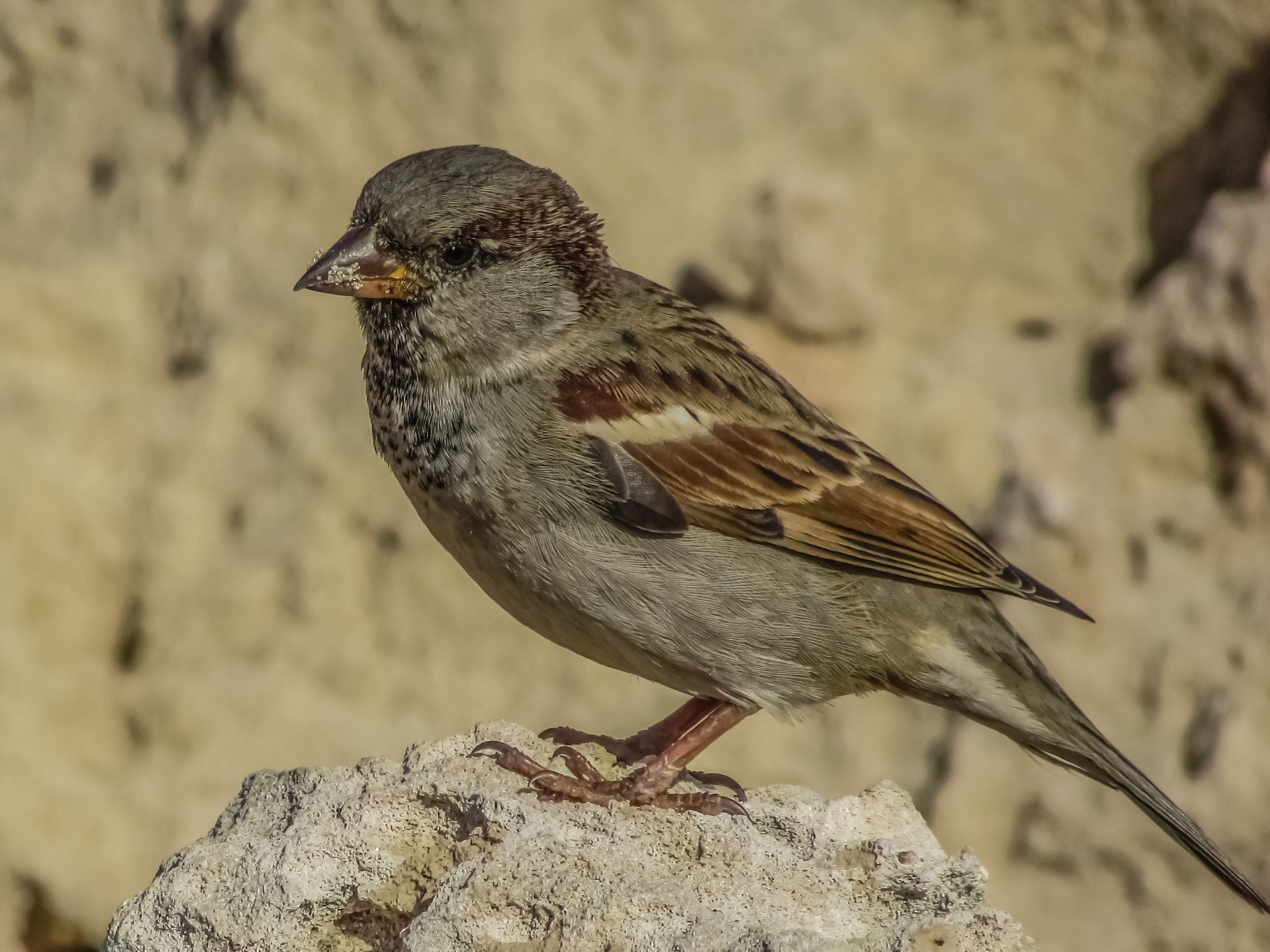Sparrow Bird brown feathers free image download
