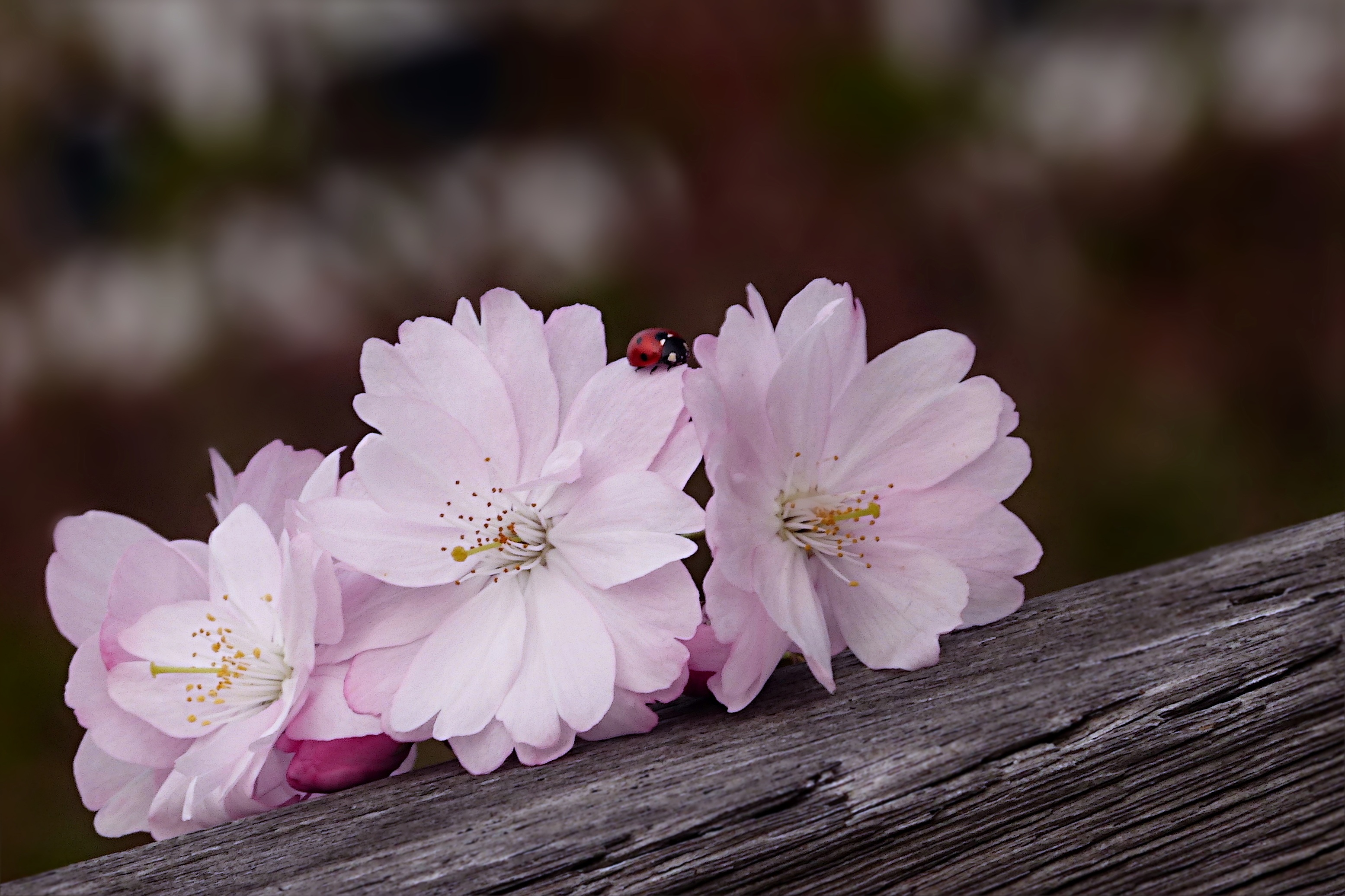 Nature Blossom Bloom Cherry free image download