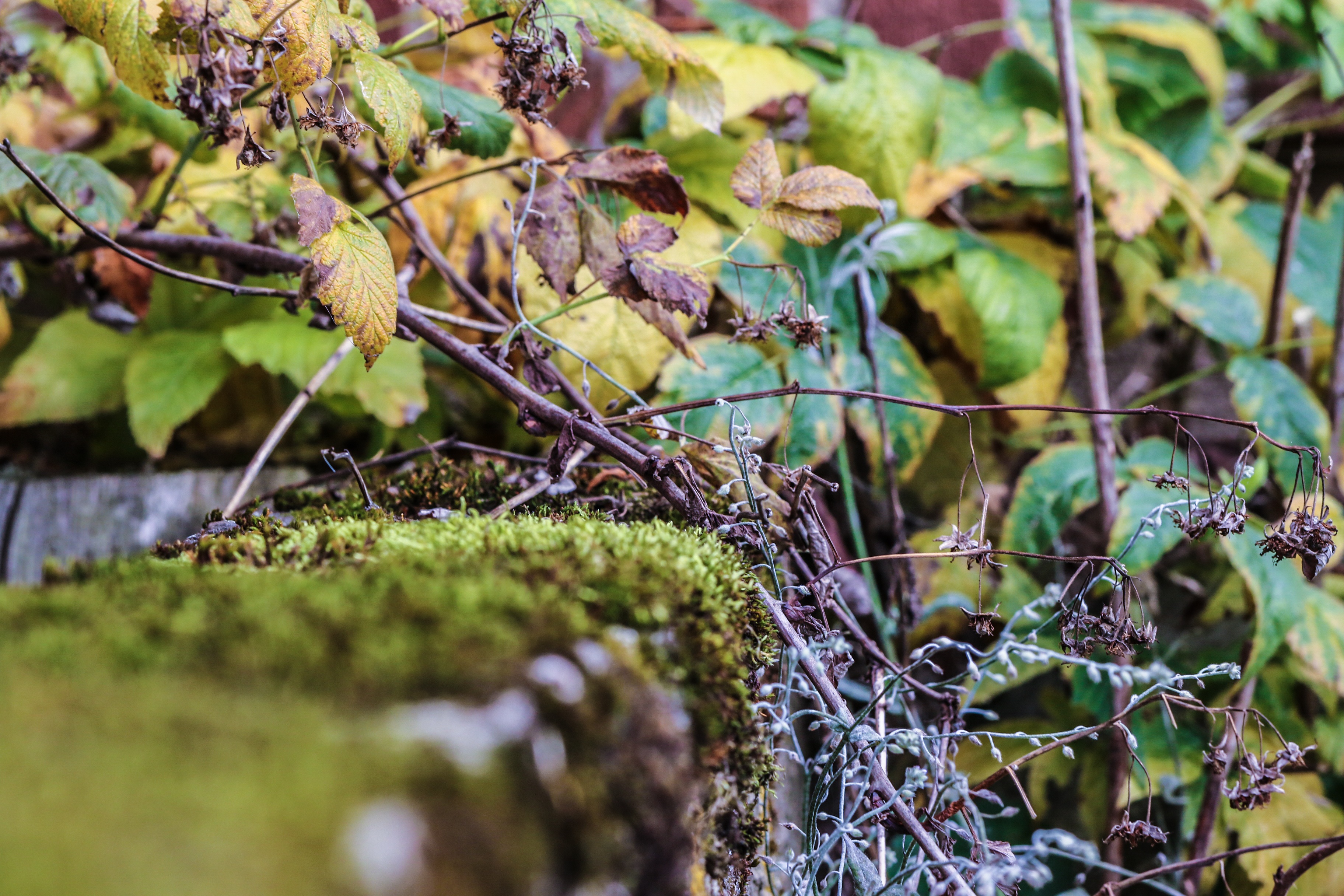 Moss Leaves Autumn free image download