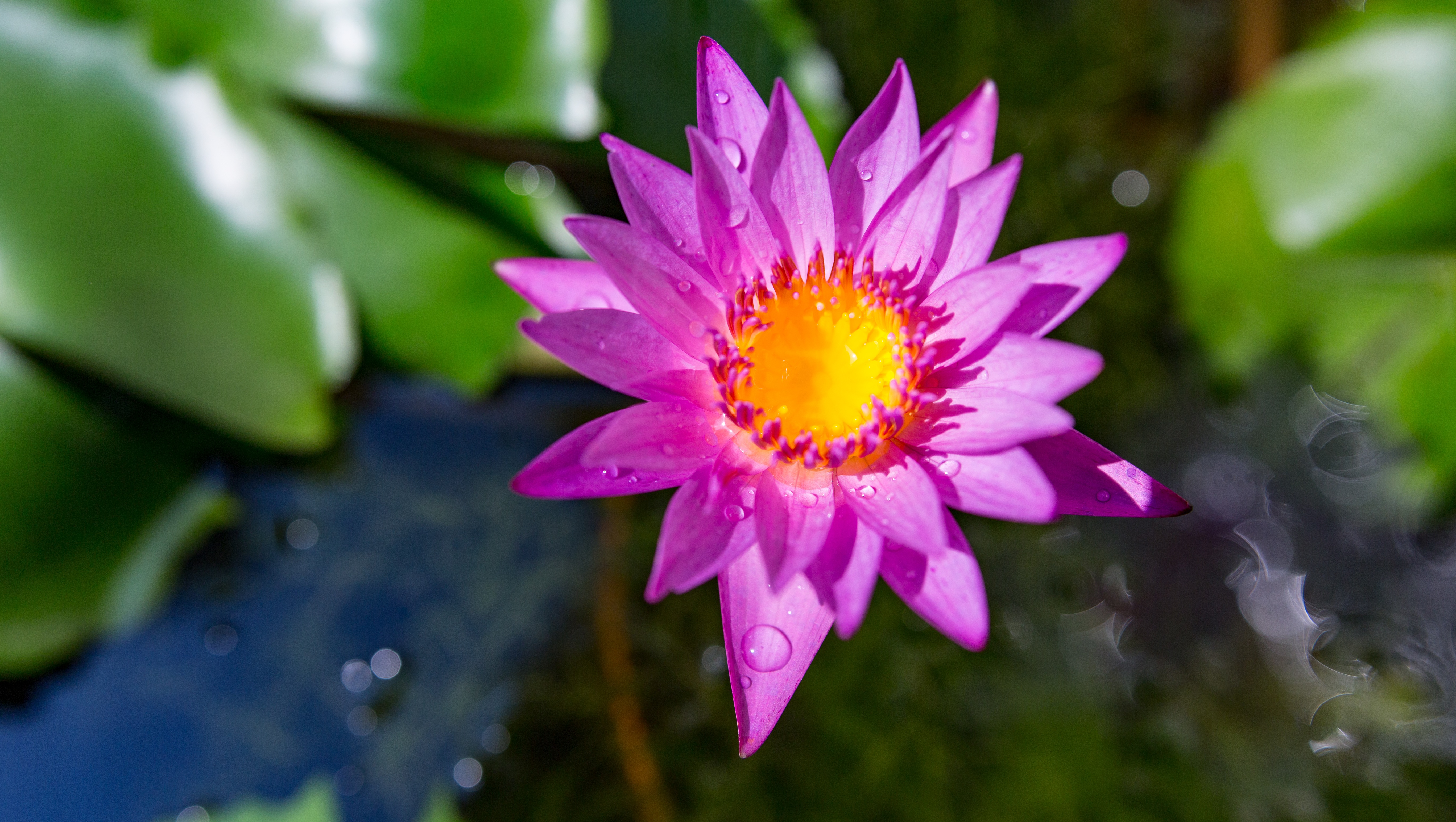 Flora Nature Flower free image download