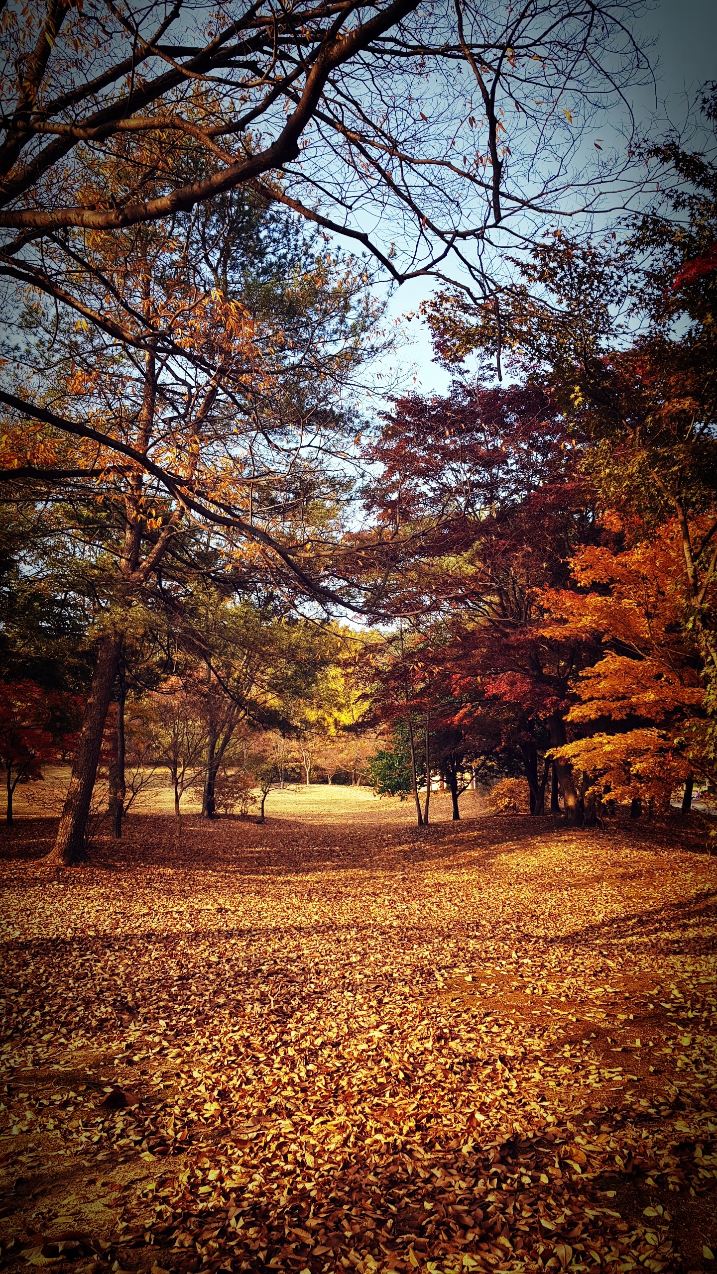 Autumn Landscape Leaves free image download