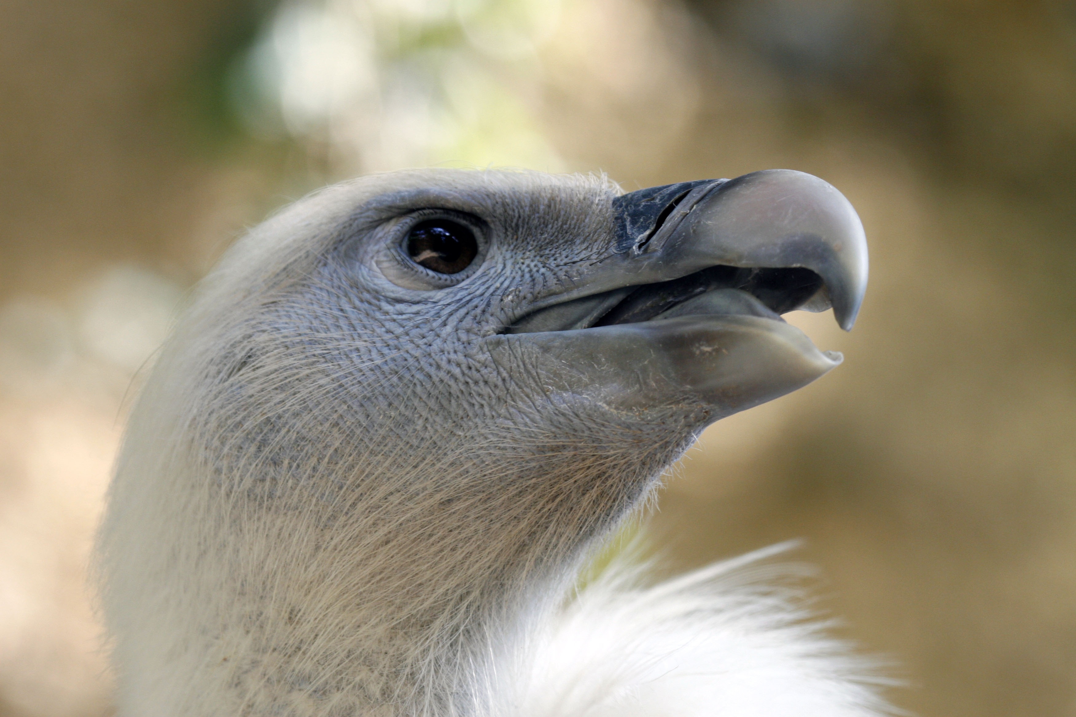 Fauna Bird Nature free image download