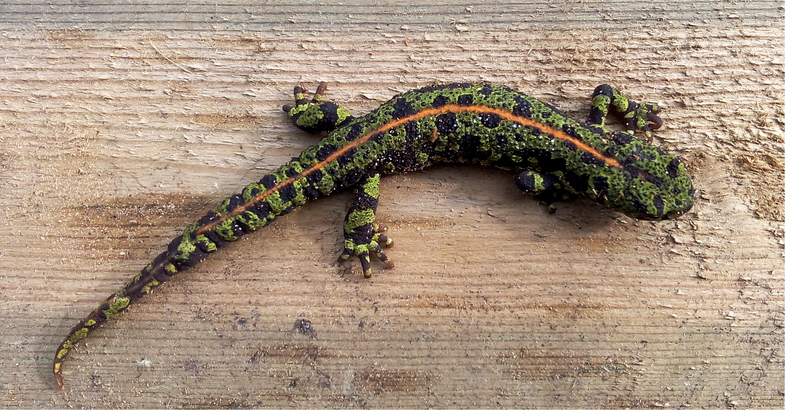 Salamander Nature free image download