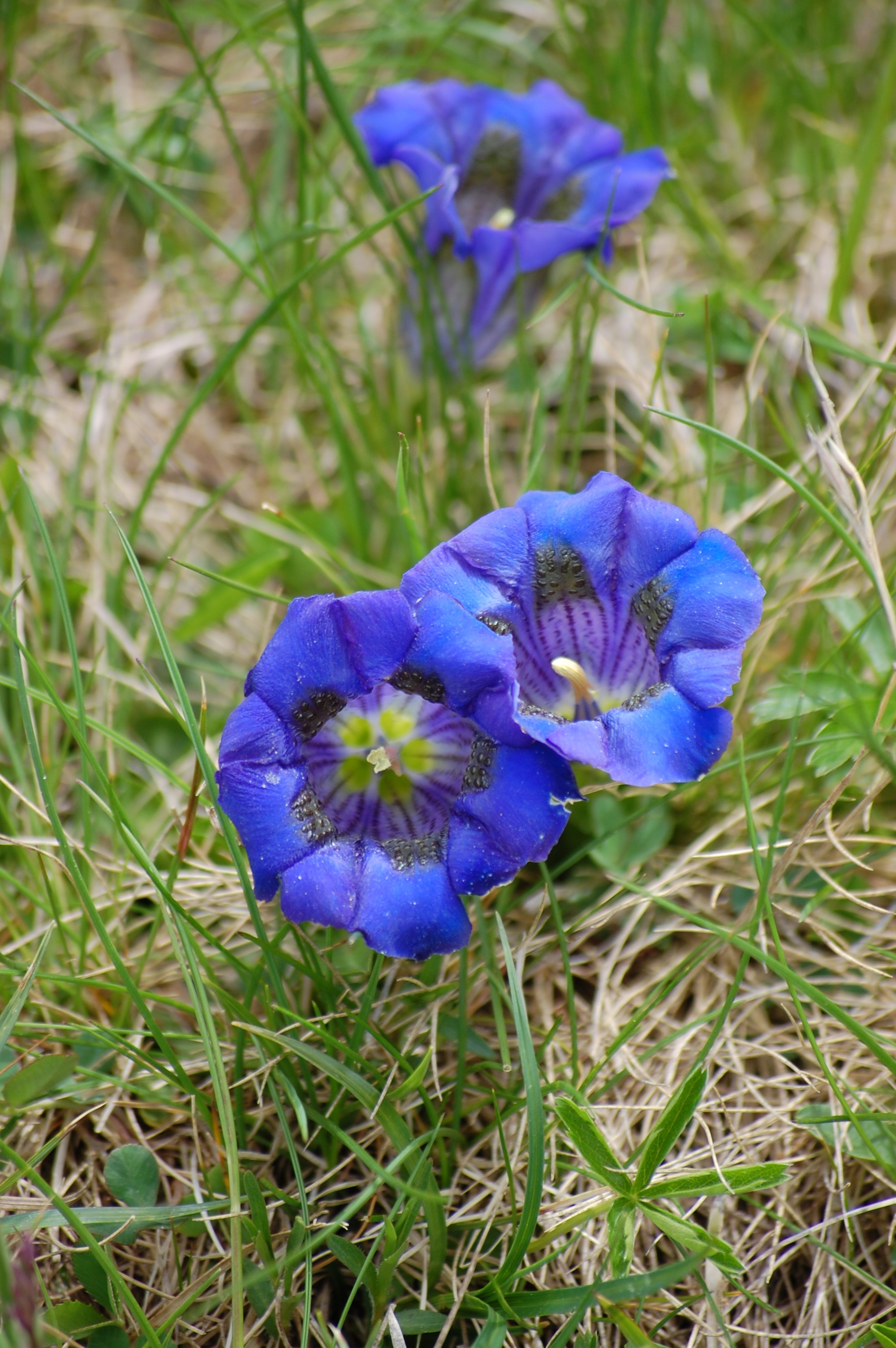 Gentian Blue Flower free image download