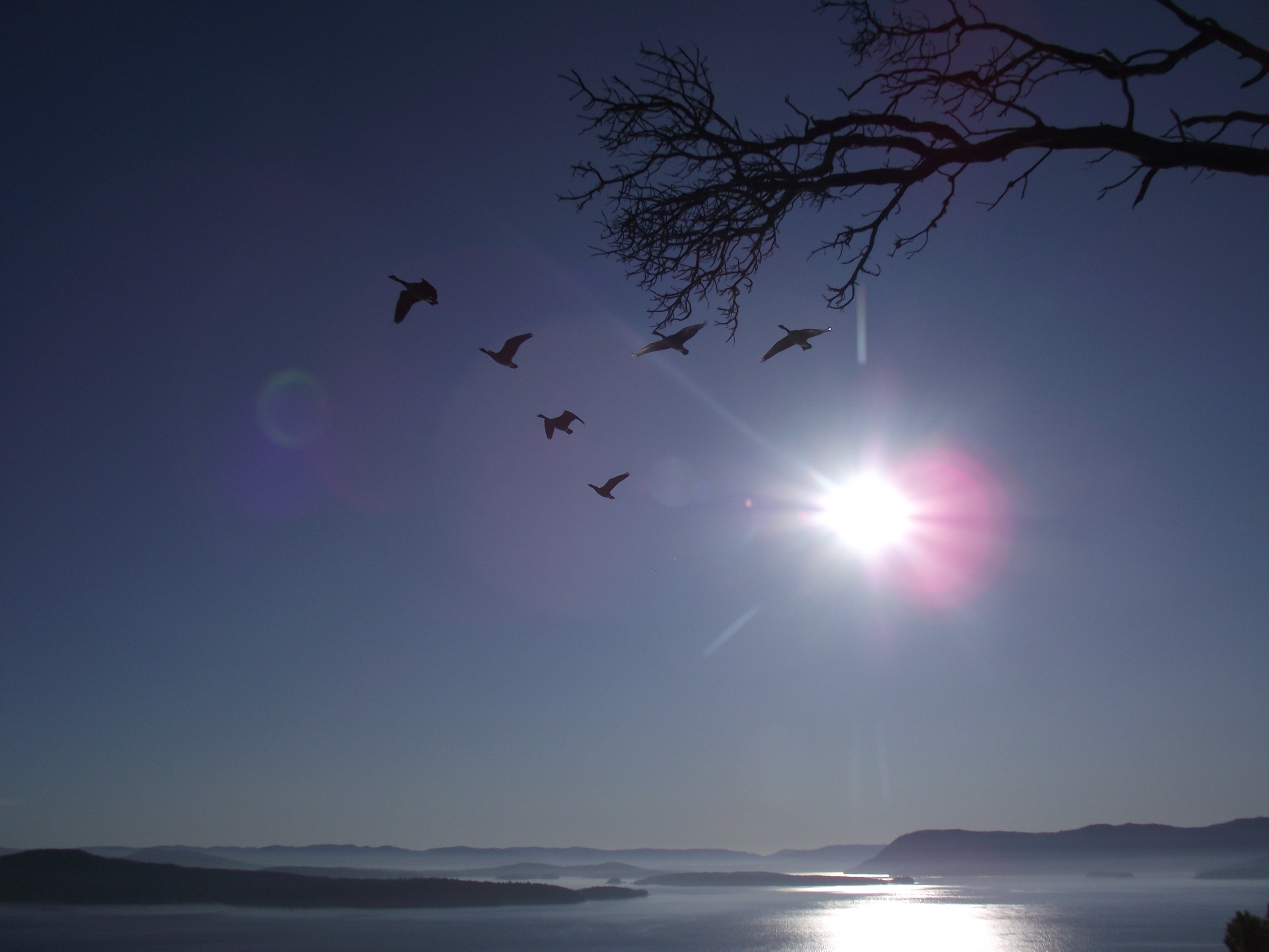 Gulf Islands Ocean Birds free image download