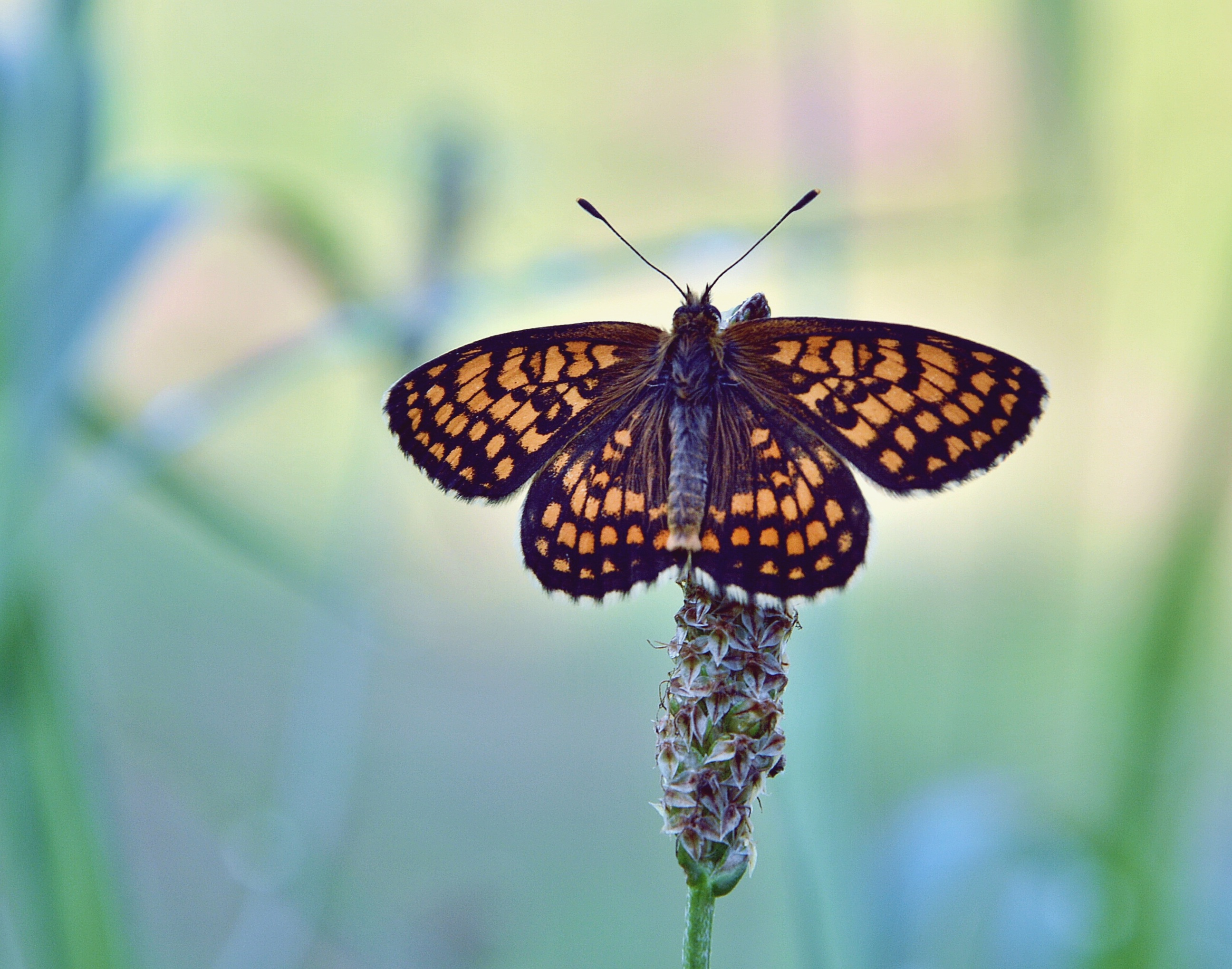 Butterfly Nature Summer free image download