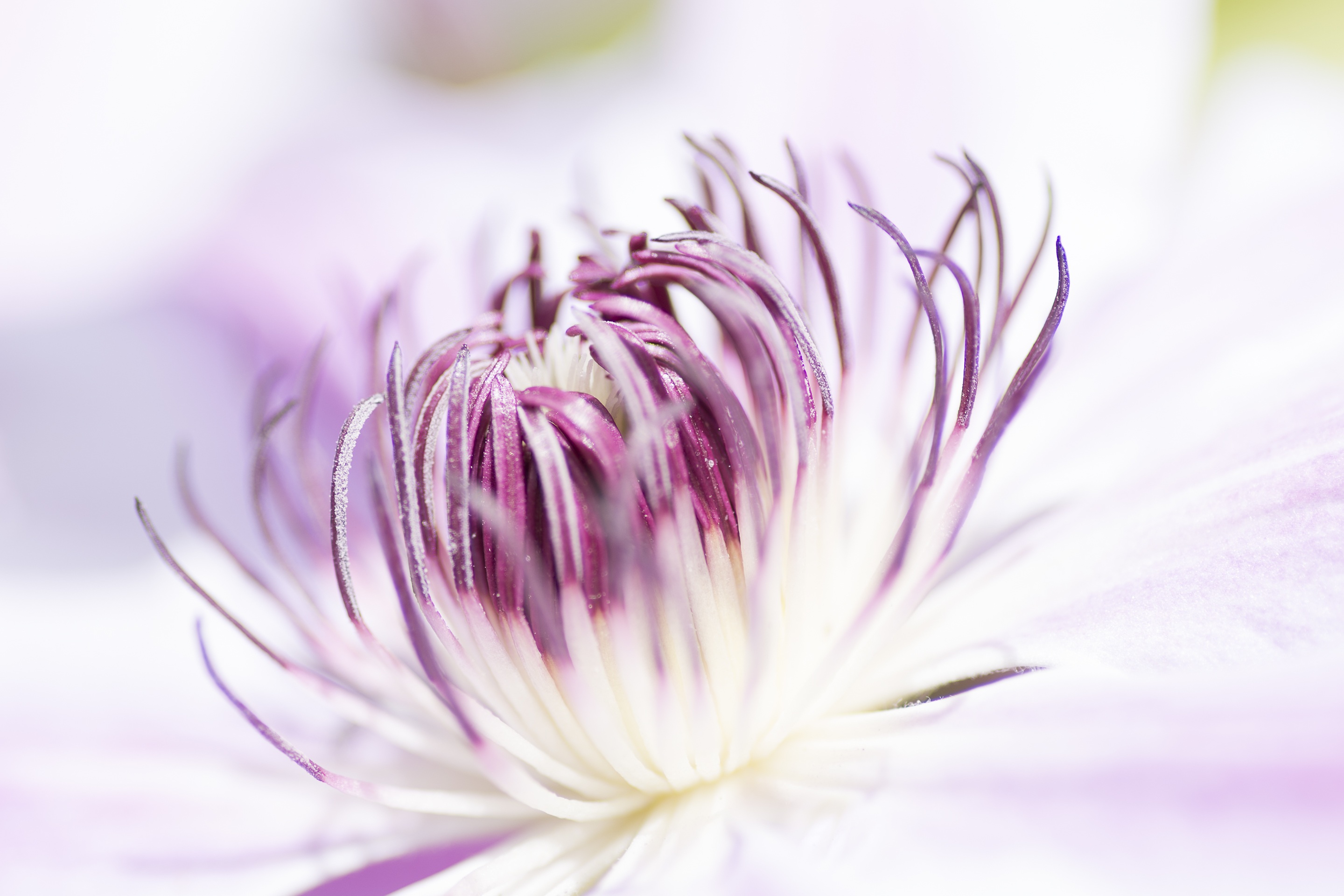 Flower Clematis Blooming free image download