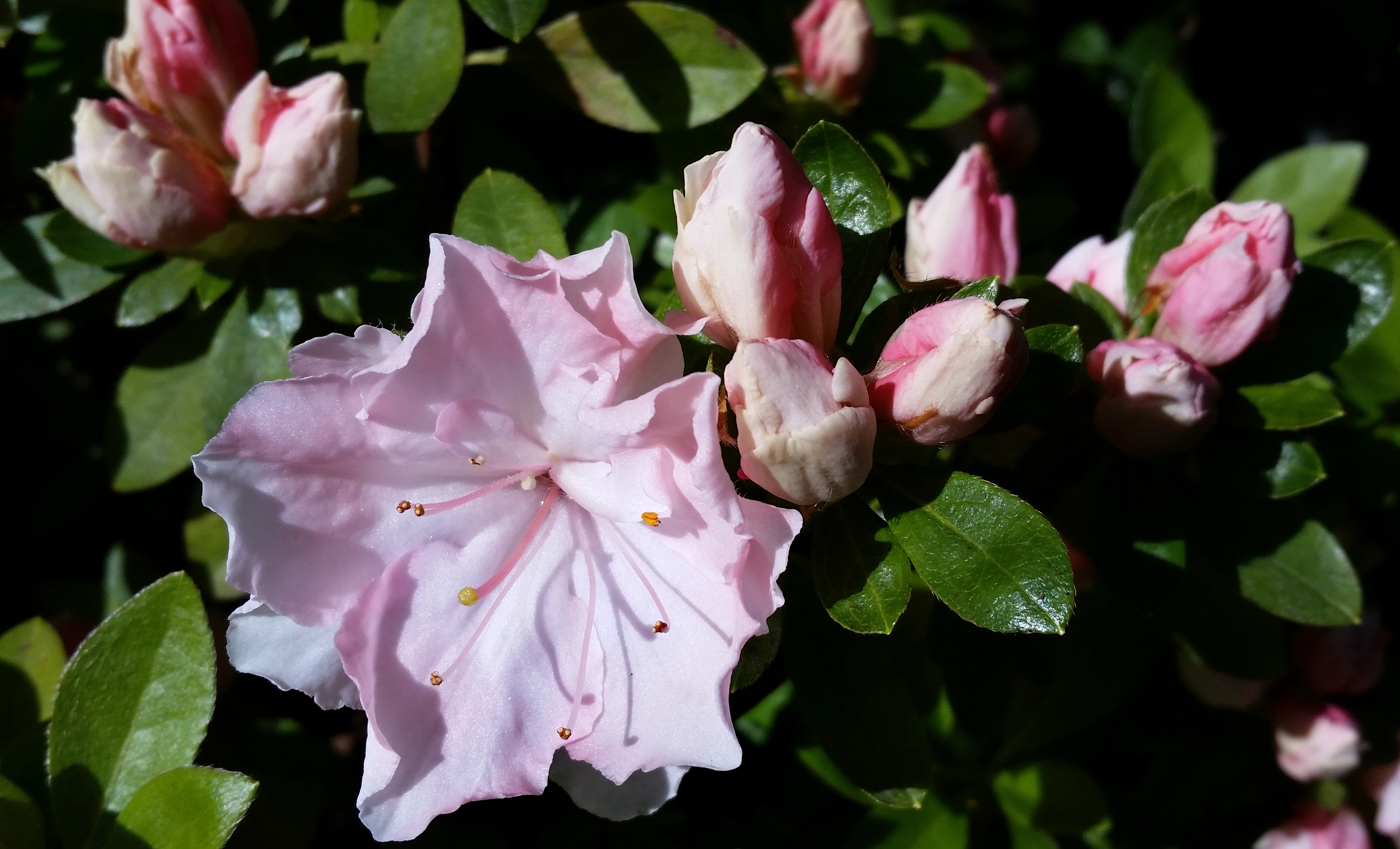Pink Azalea Buds free image download