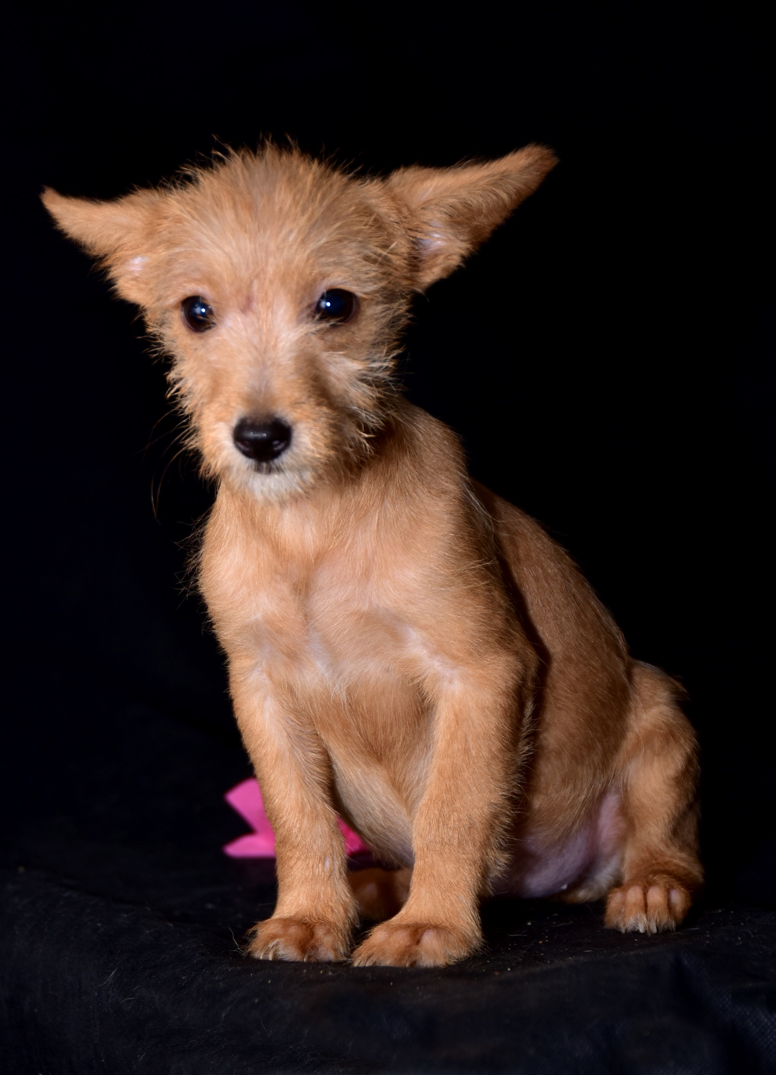 Small Dog pet Happy free image download