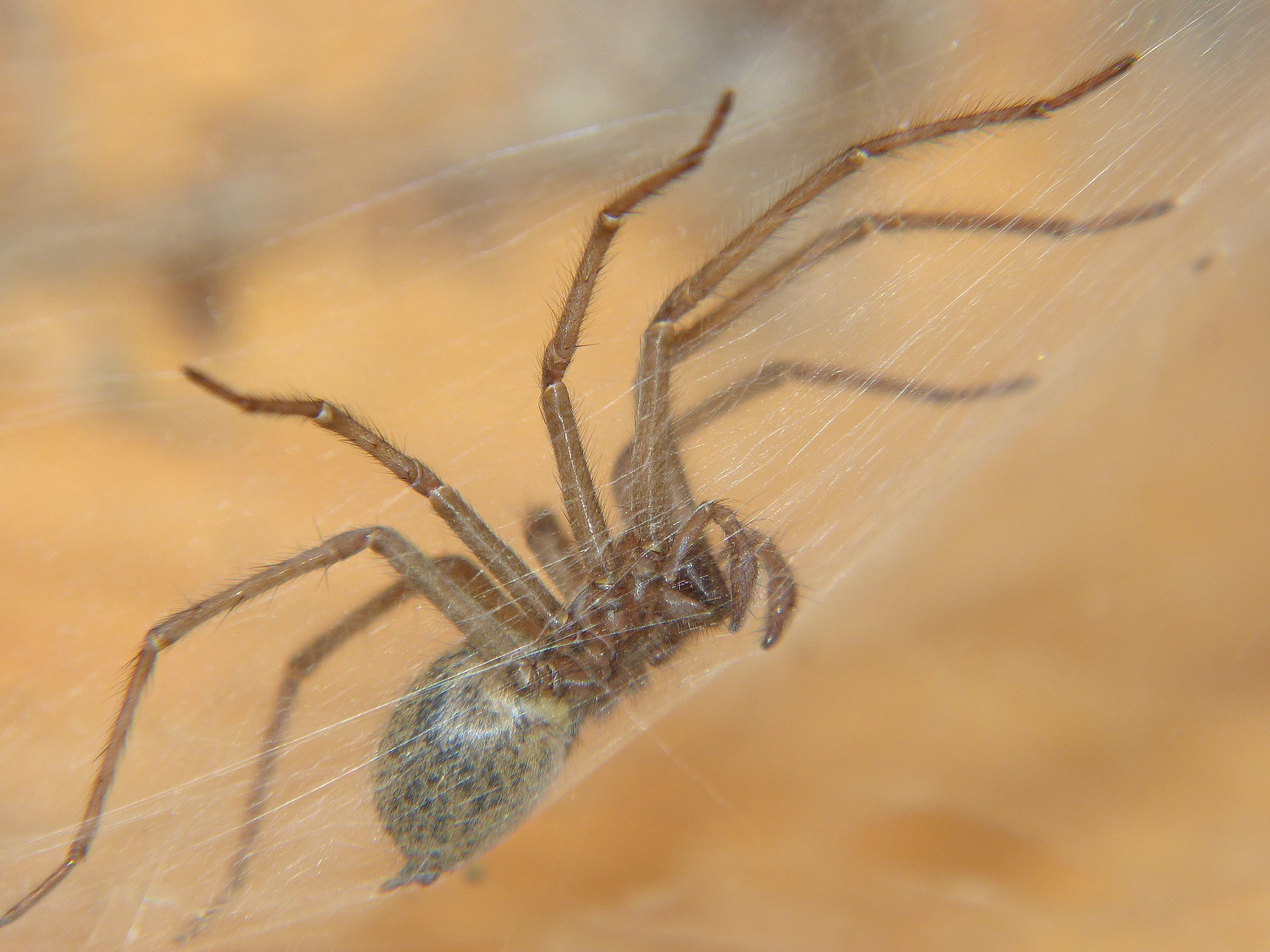 Spider Nature free image download