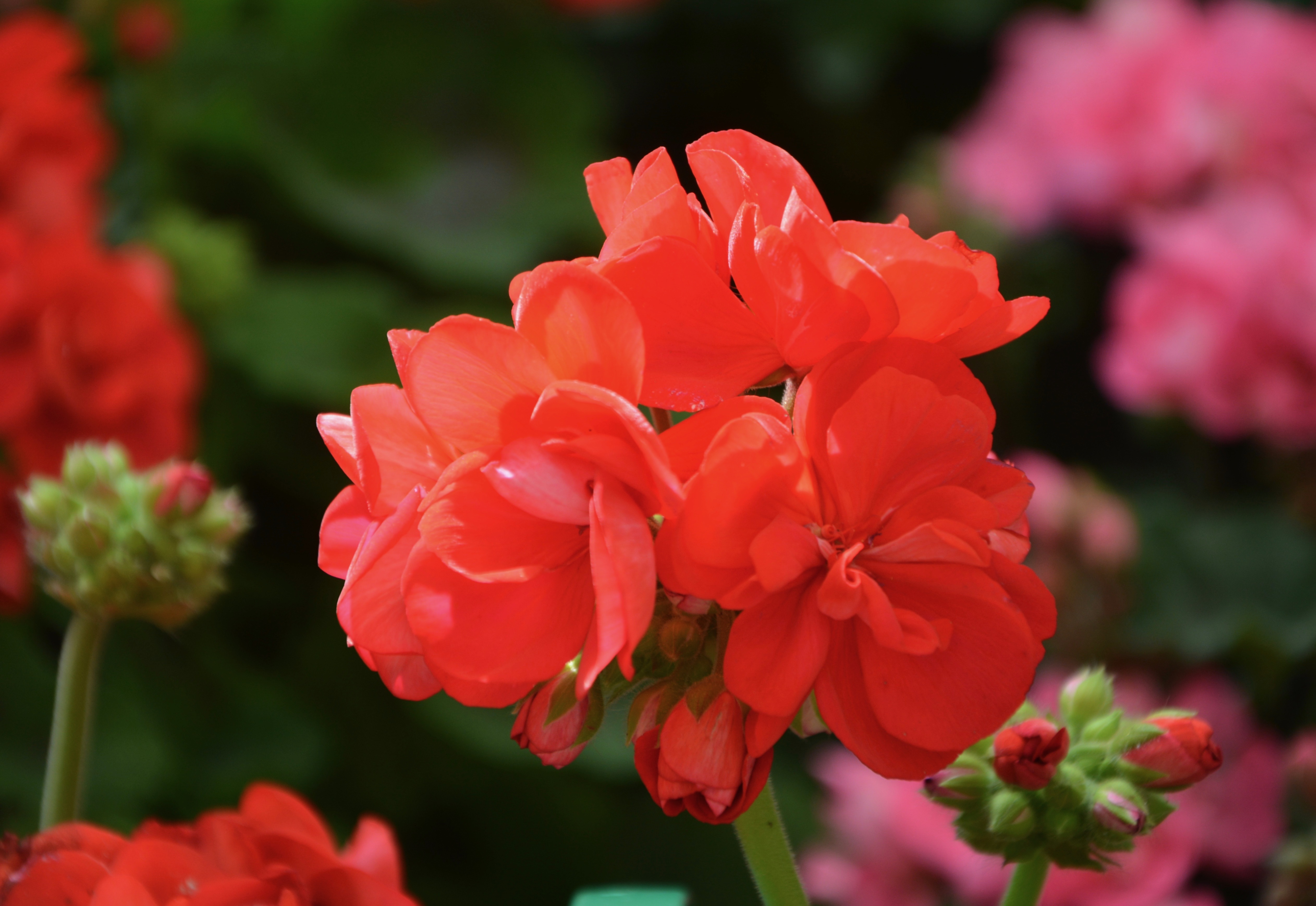 Flower Red Geranium Buds free image download