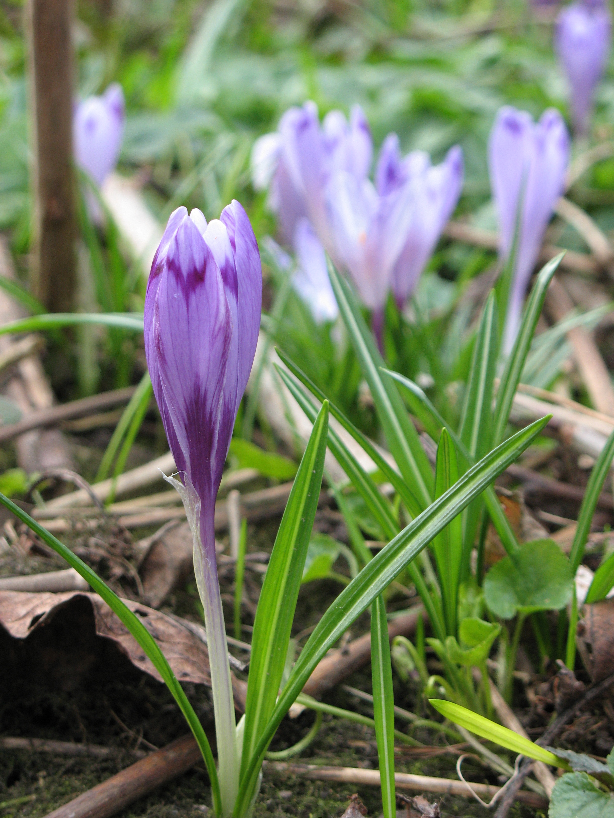 Crocus Nature Spring free image download