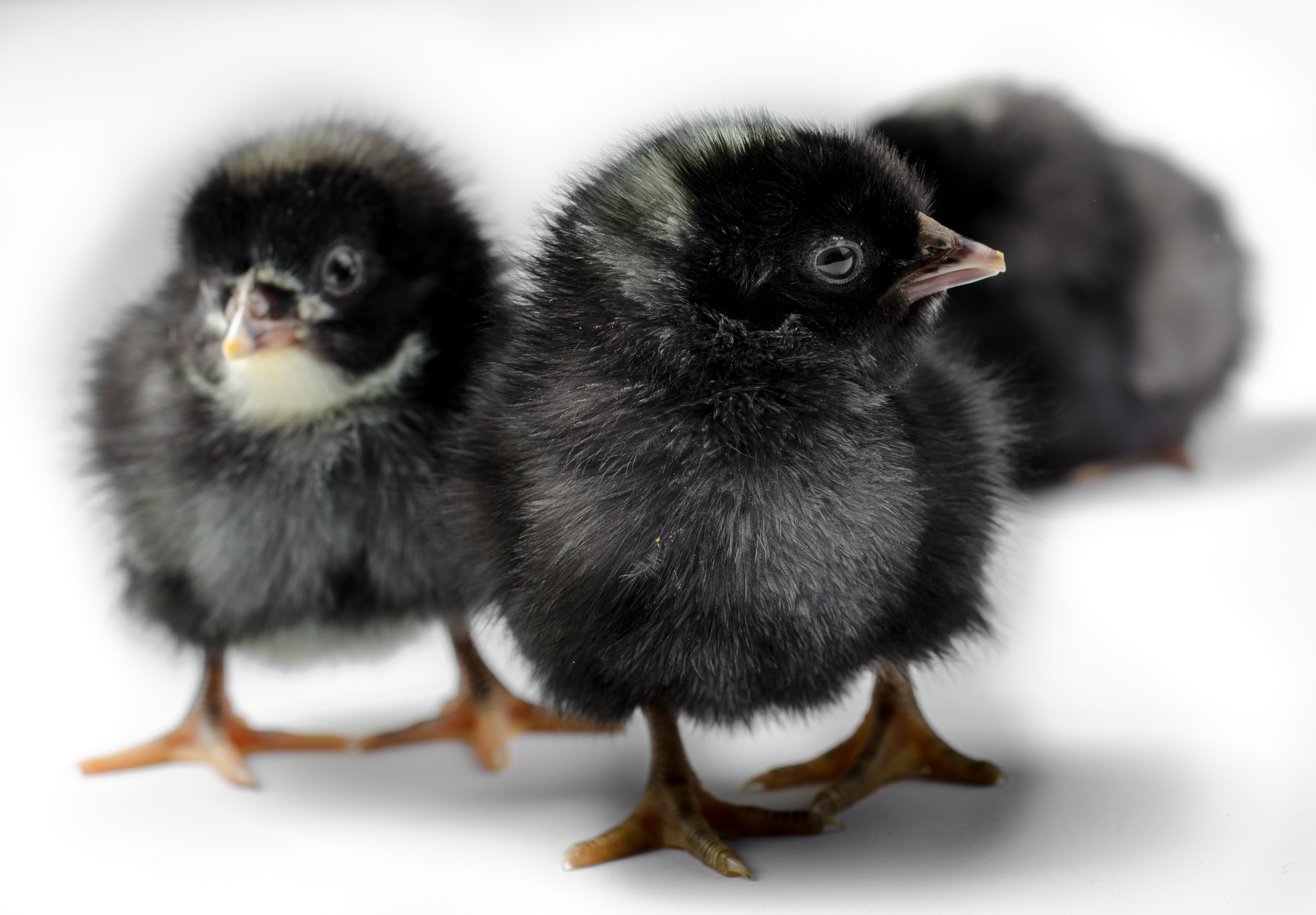Chicken Animal Farm free image download