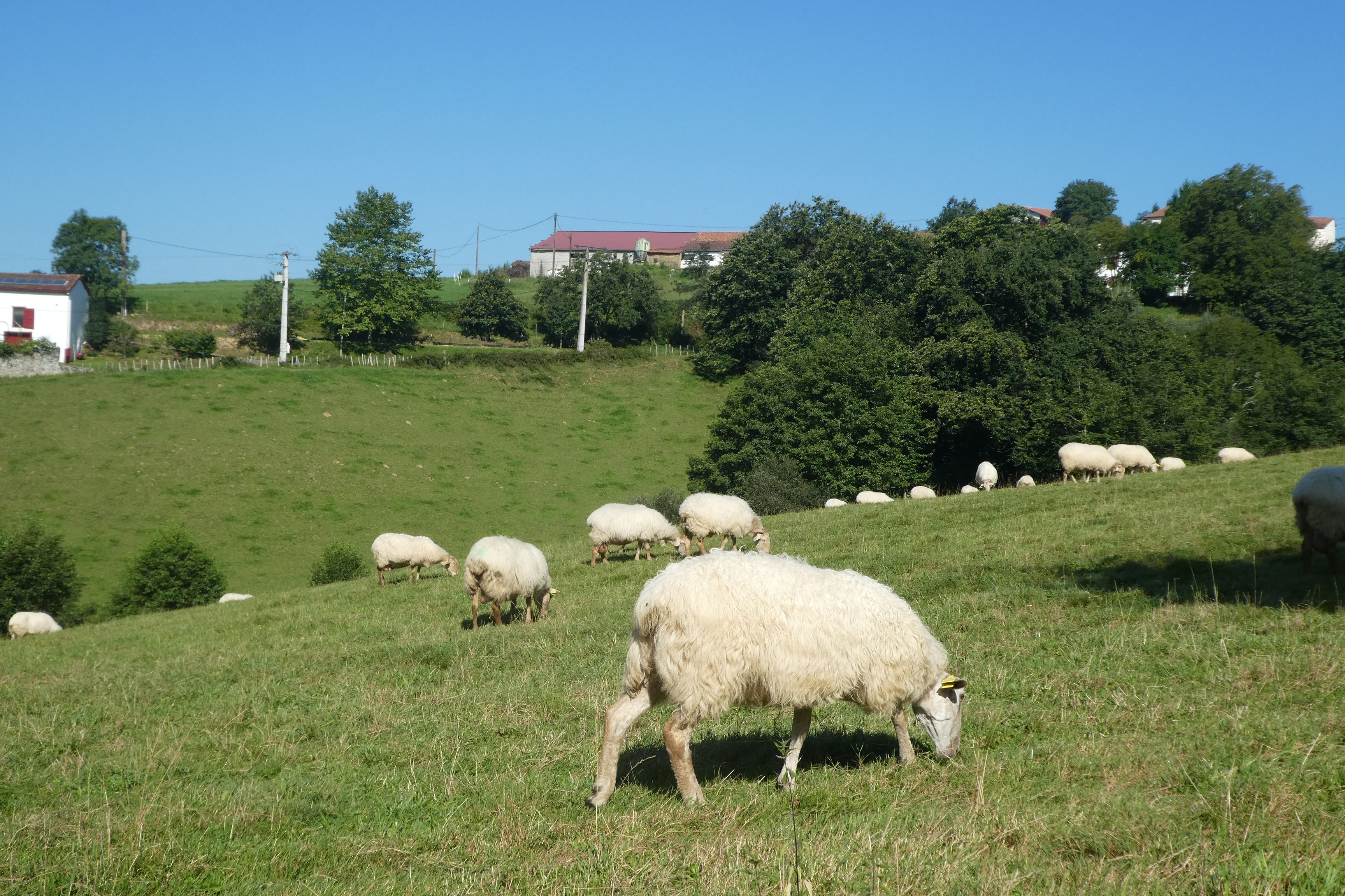 Sheep Lawn Prairie free image download