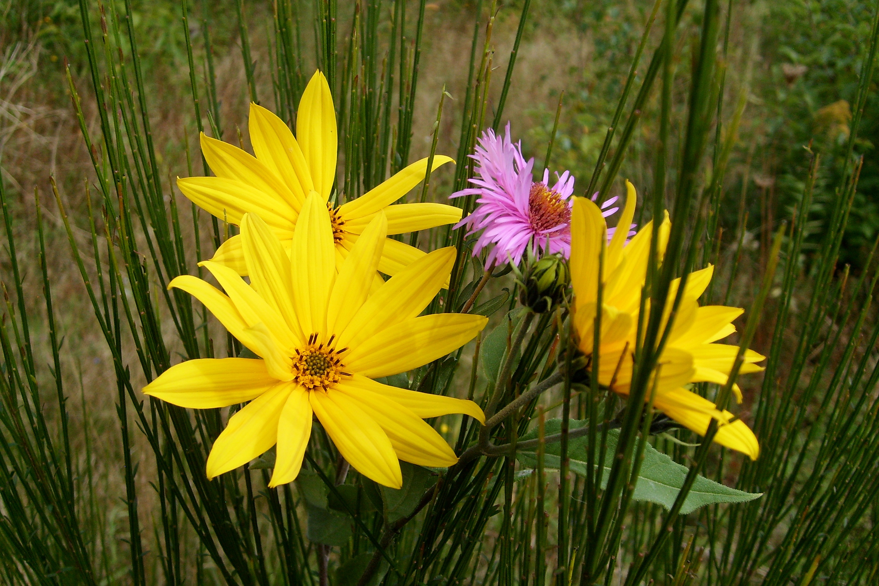 Colorful Flowers Blooming The free image download