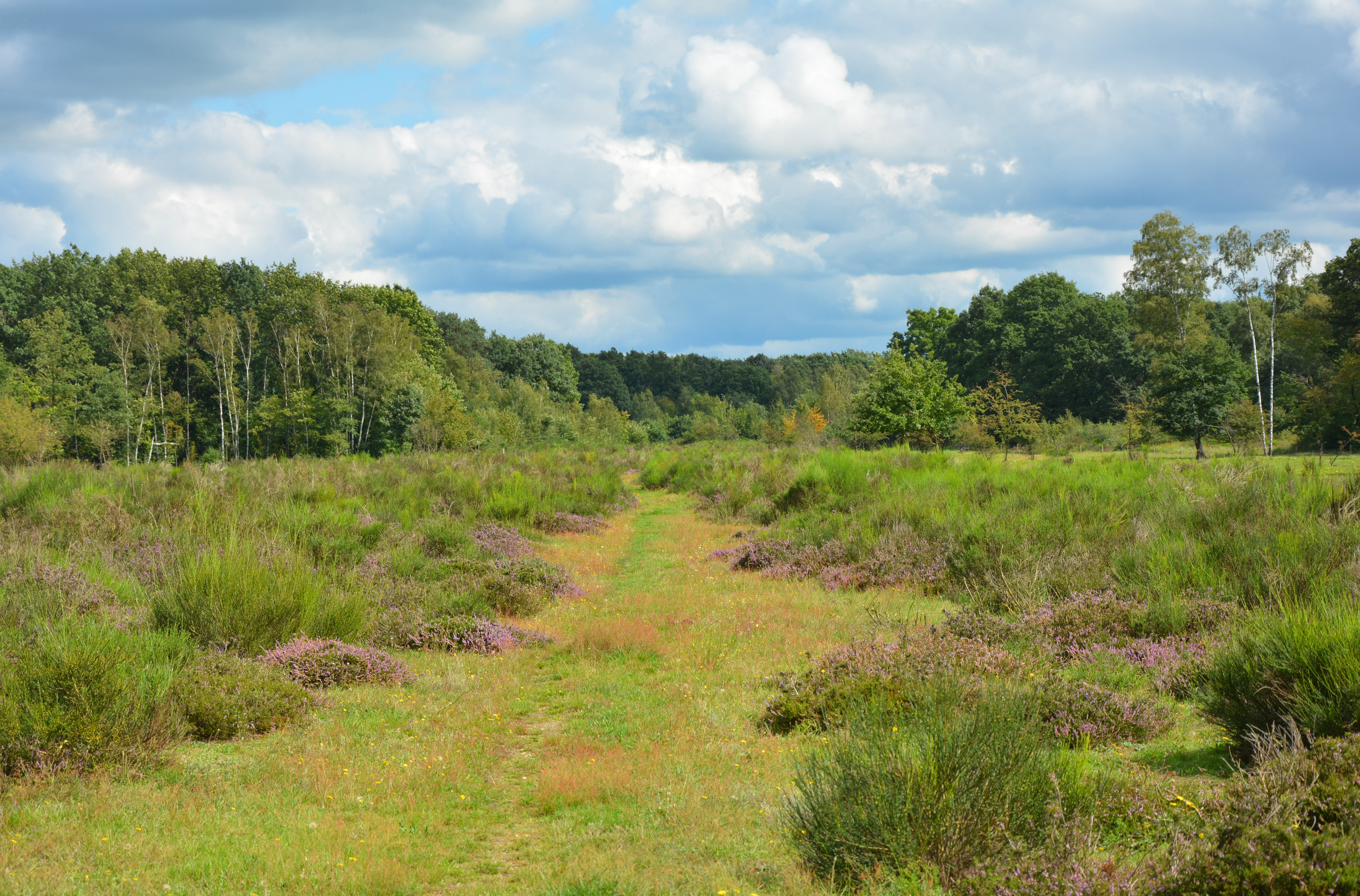 Heide Heathland Landscape free image download
