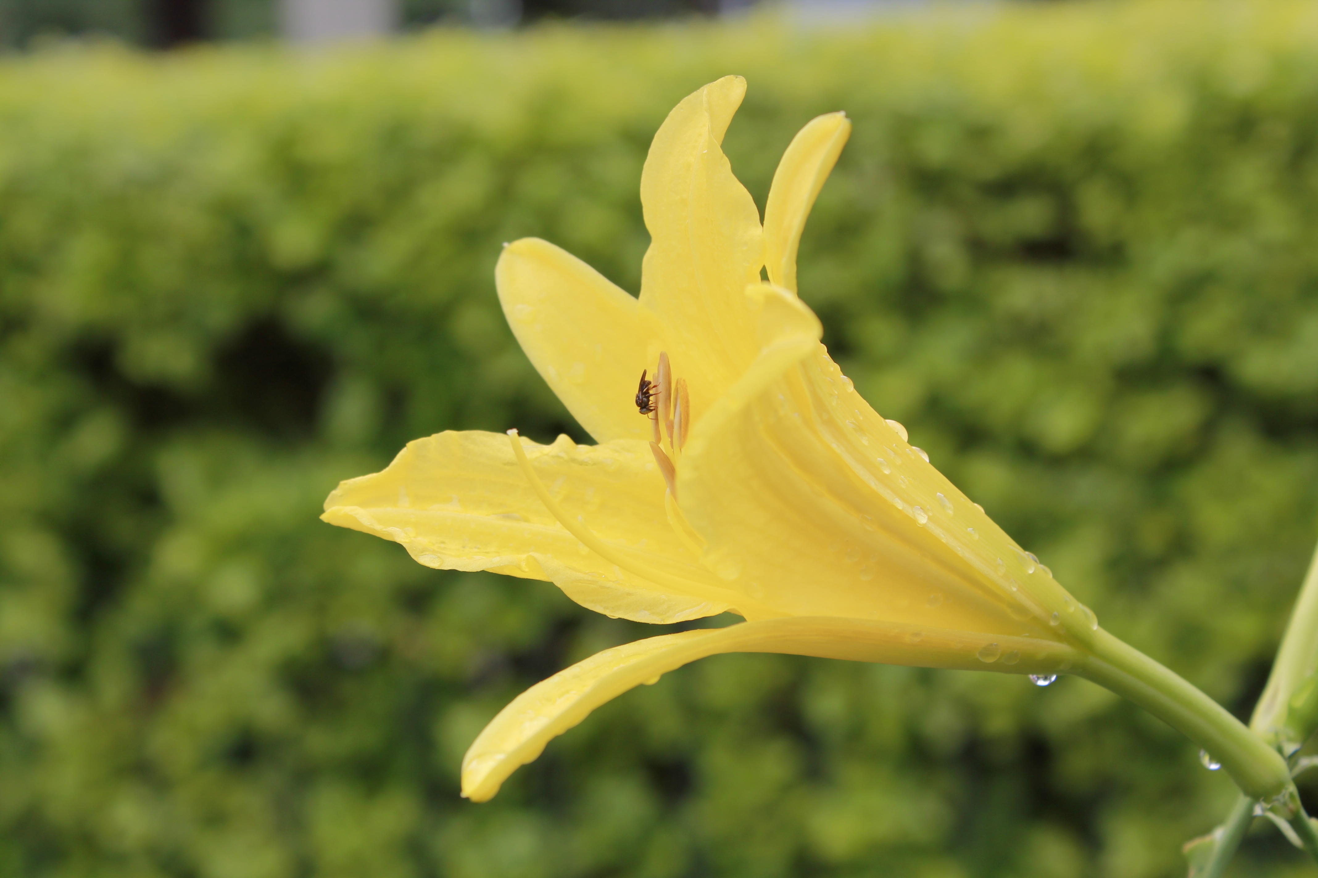 Flower Nature Small free image download