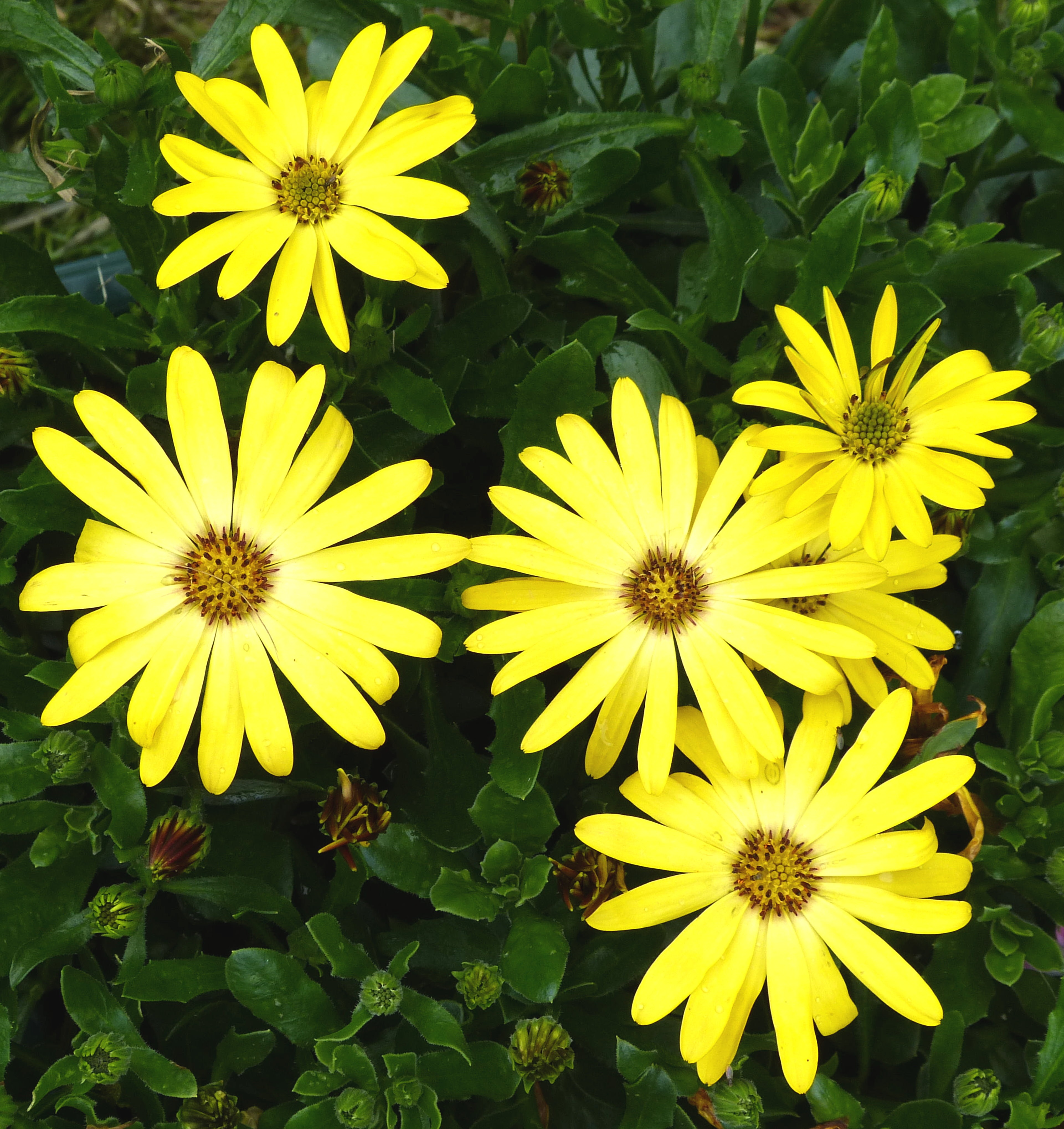 Yellow Flowers Nature macro free image download