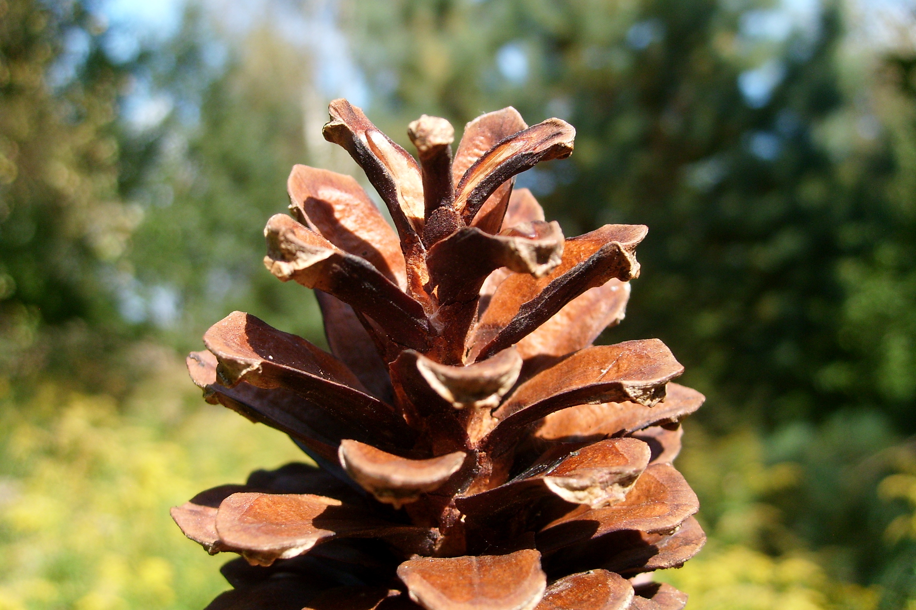 Pine Cone Macro free image download