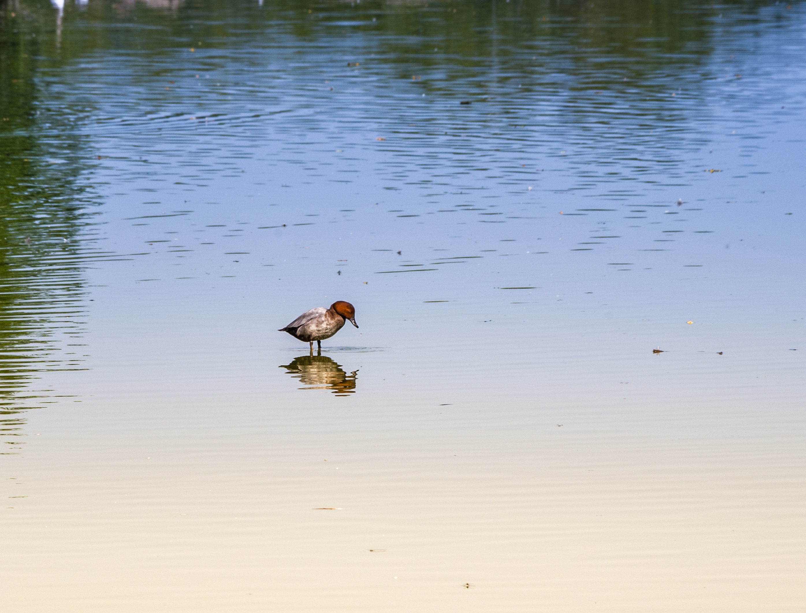Duck Lake Nature free image download