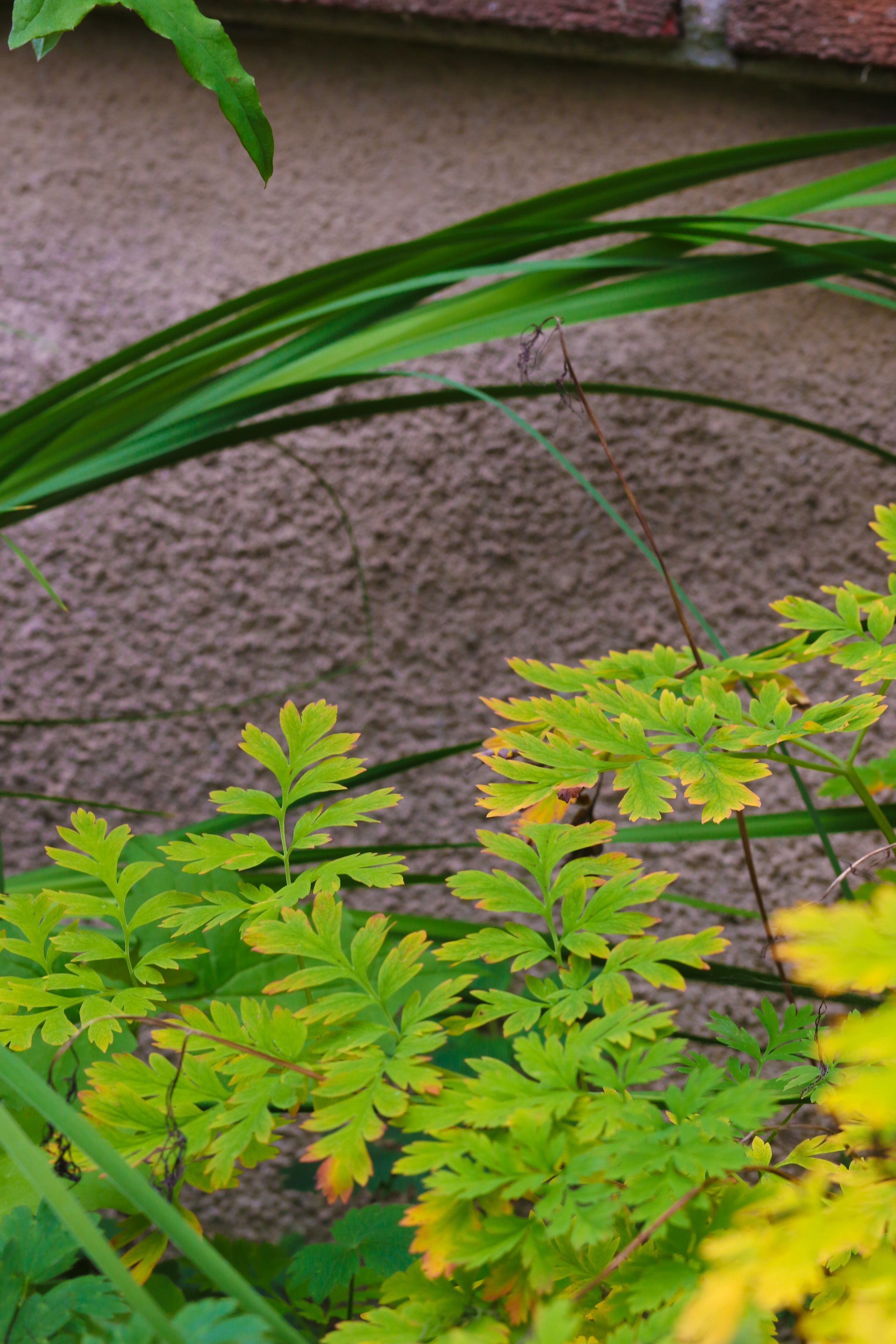 Leaf Plant Autumn Leaves free image download