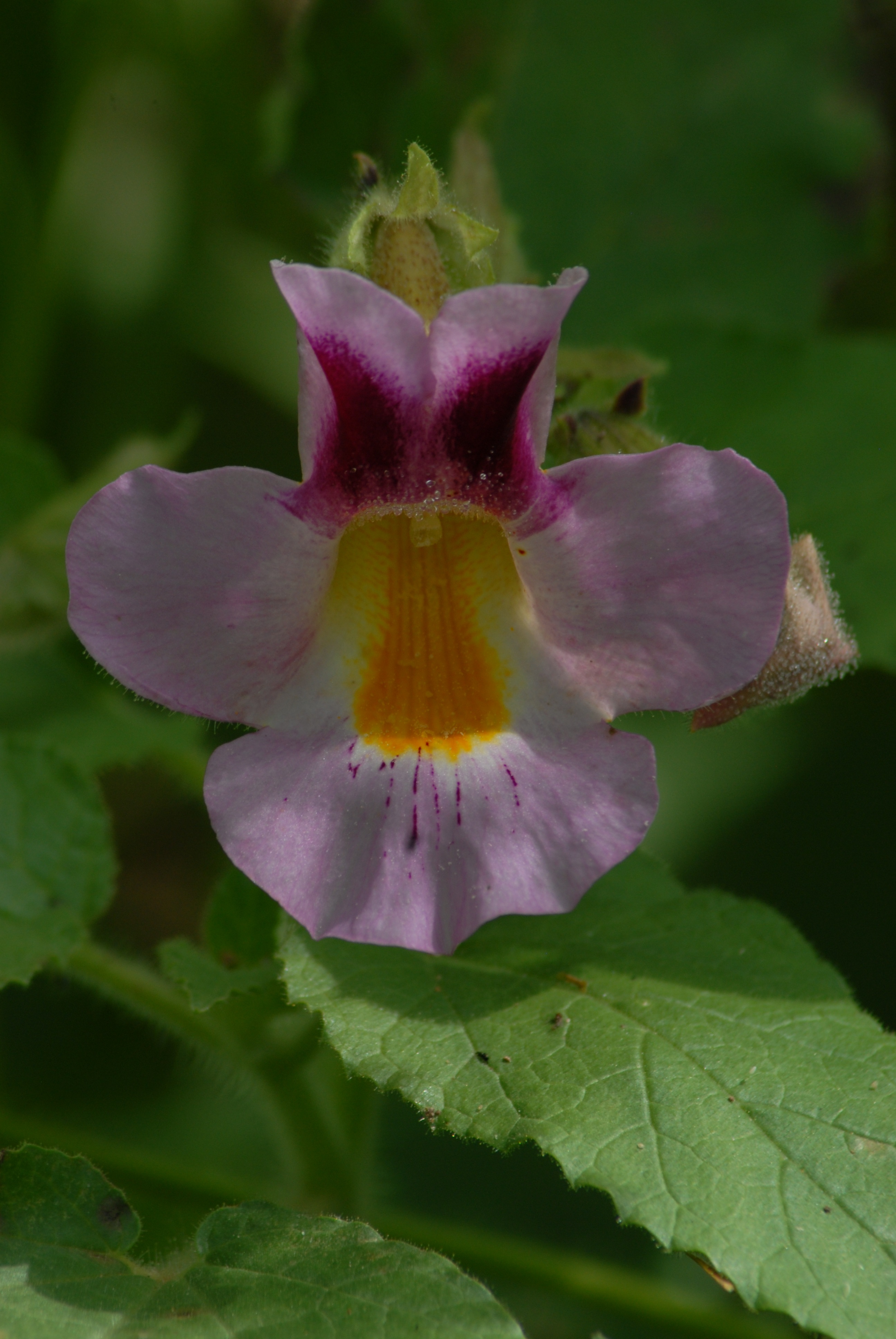 Torito Flower Nature Flora free image download