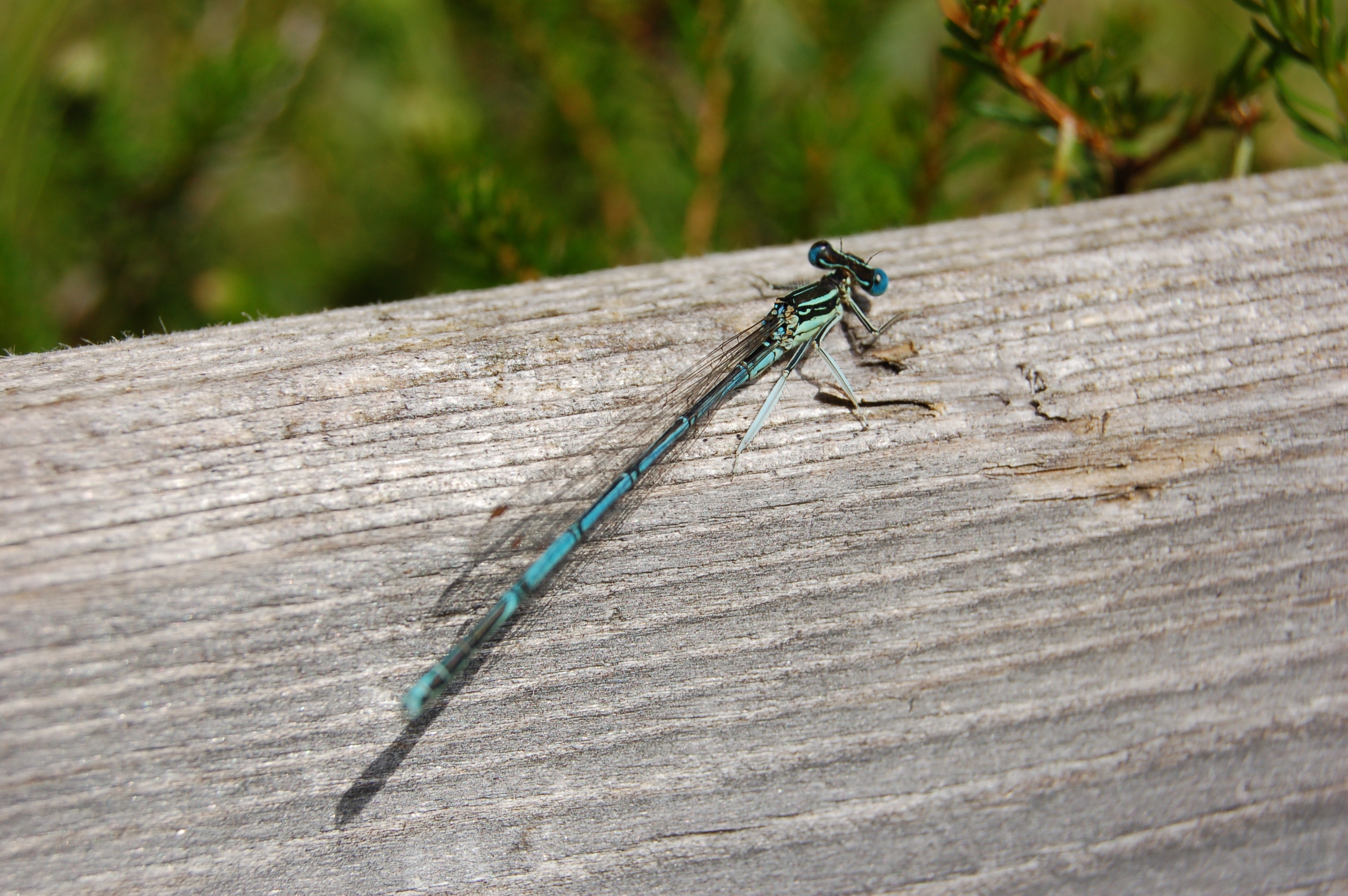 Dragonfly Nature Wood Close free image download