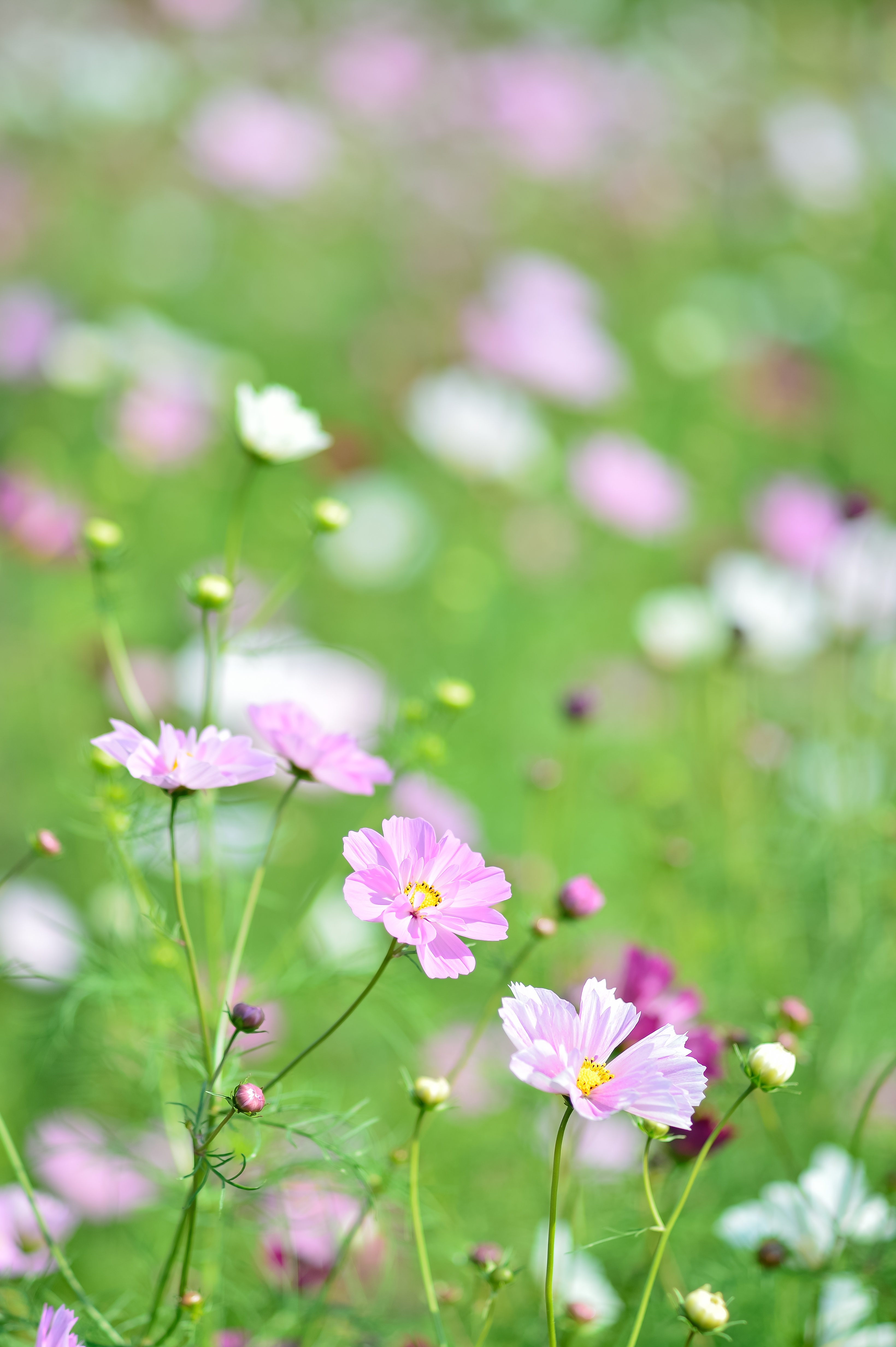 Simple Landscaping Flowers :Randi Lynn Reed on Instagram:
