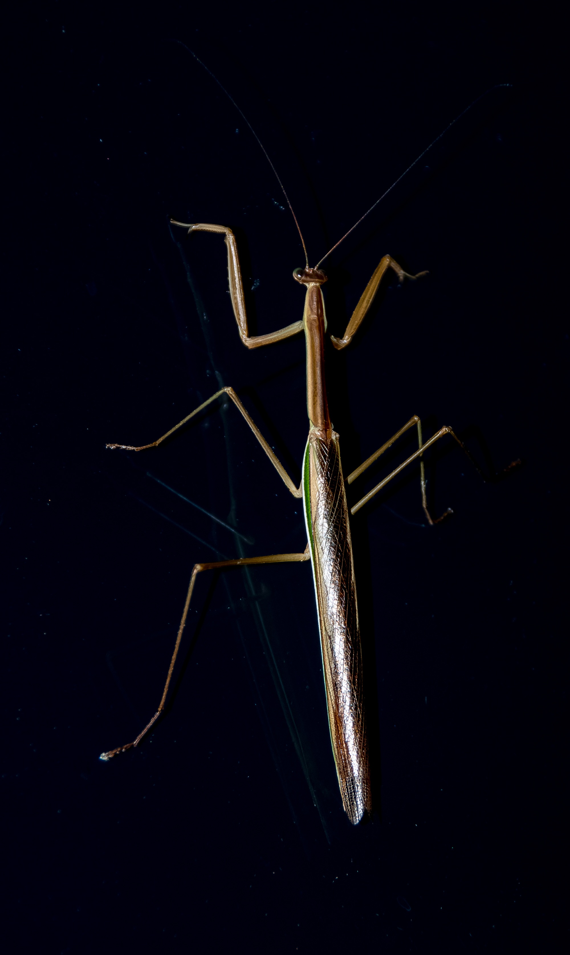 Praying Mantis Mantid free image download