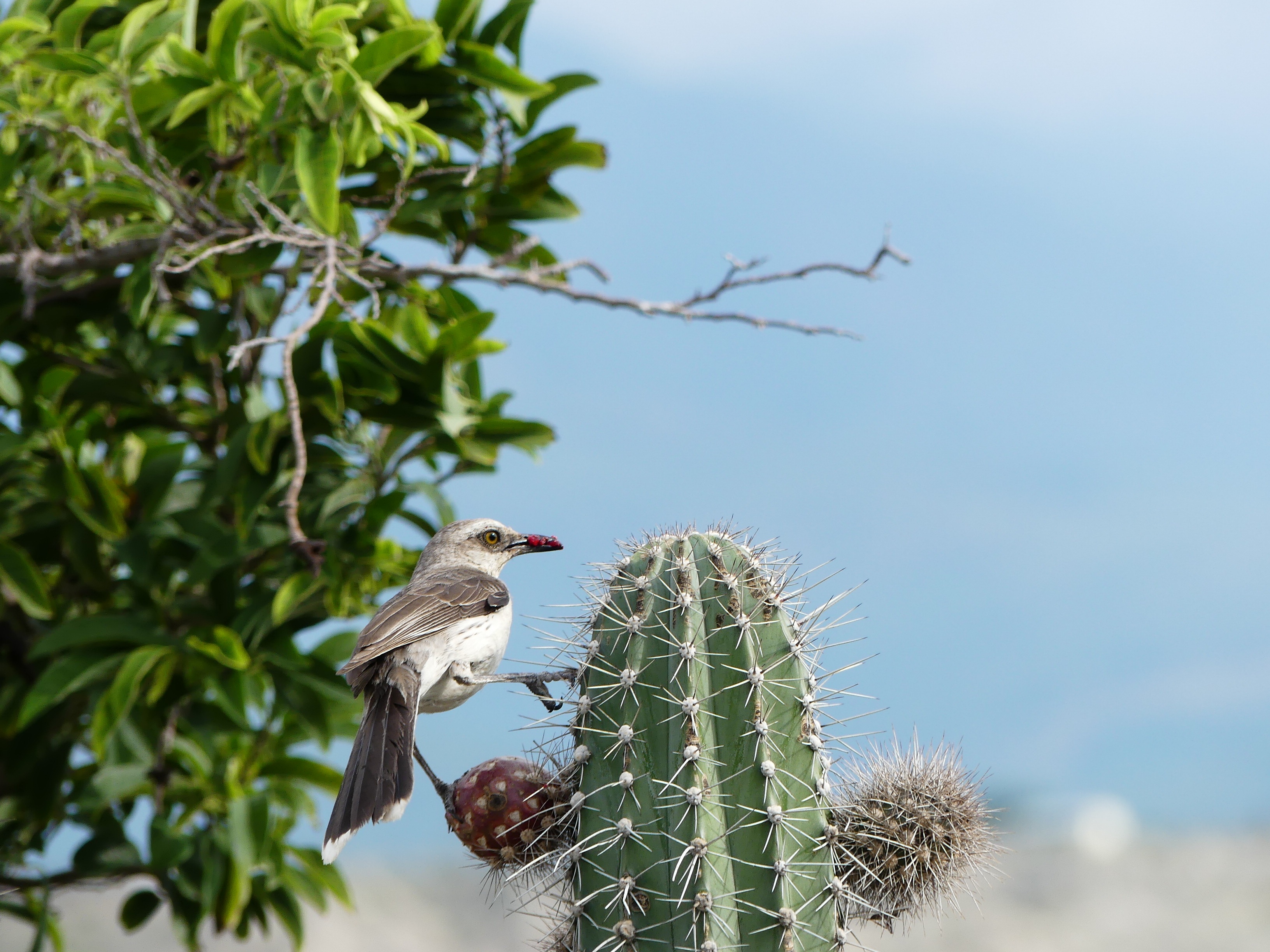 Bird Cactus Desert Tacacoa free image download