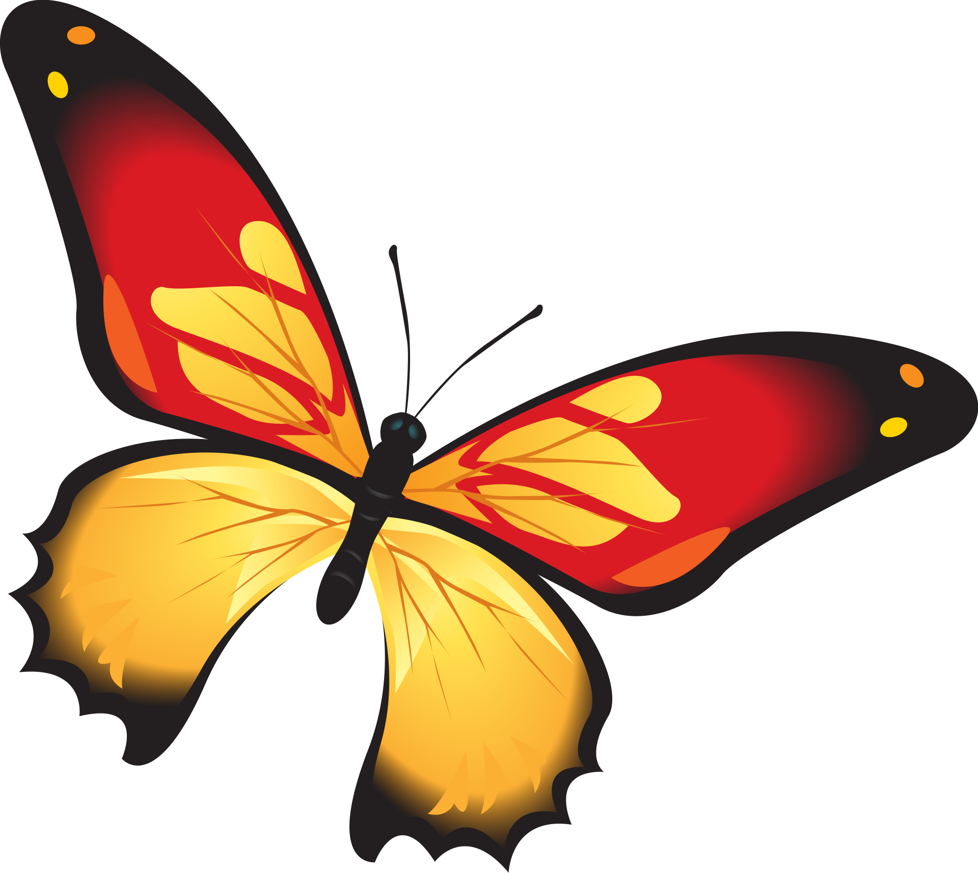 Red orange butterfly insect free image download